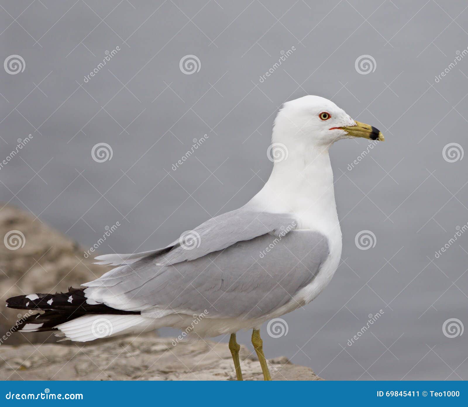 Beautiful Picture with the Gull Staying on the Shore Stock Image ...