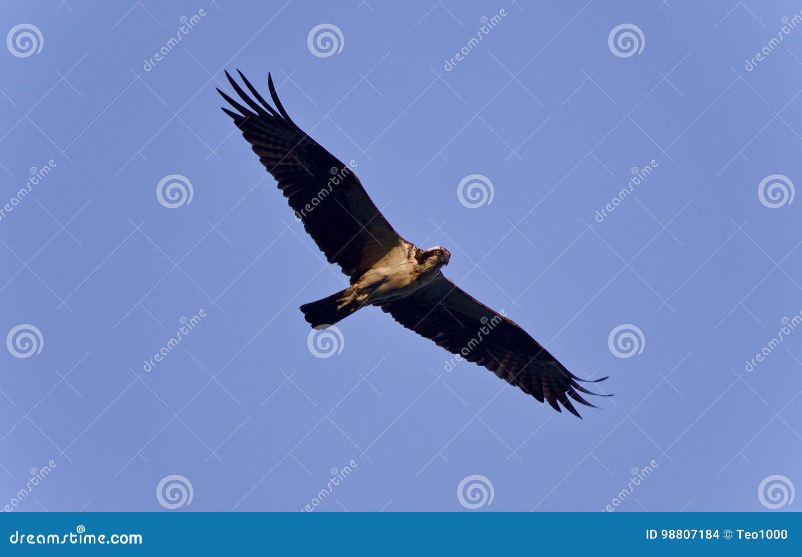 Beautiful Picture with a Beautiful Hawk Flying Stock Photo - Image of ...