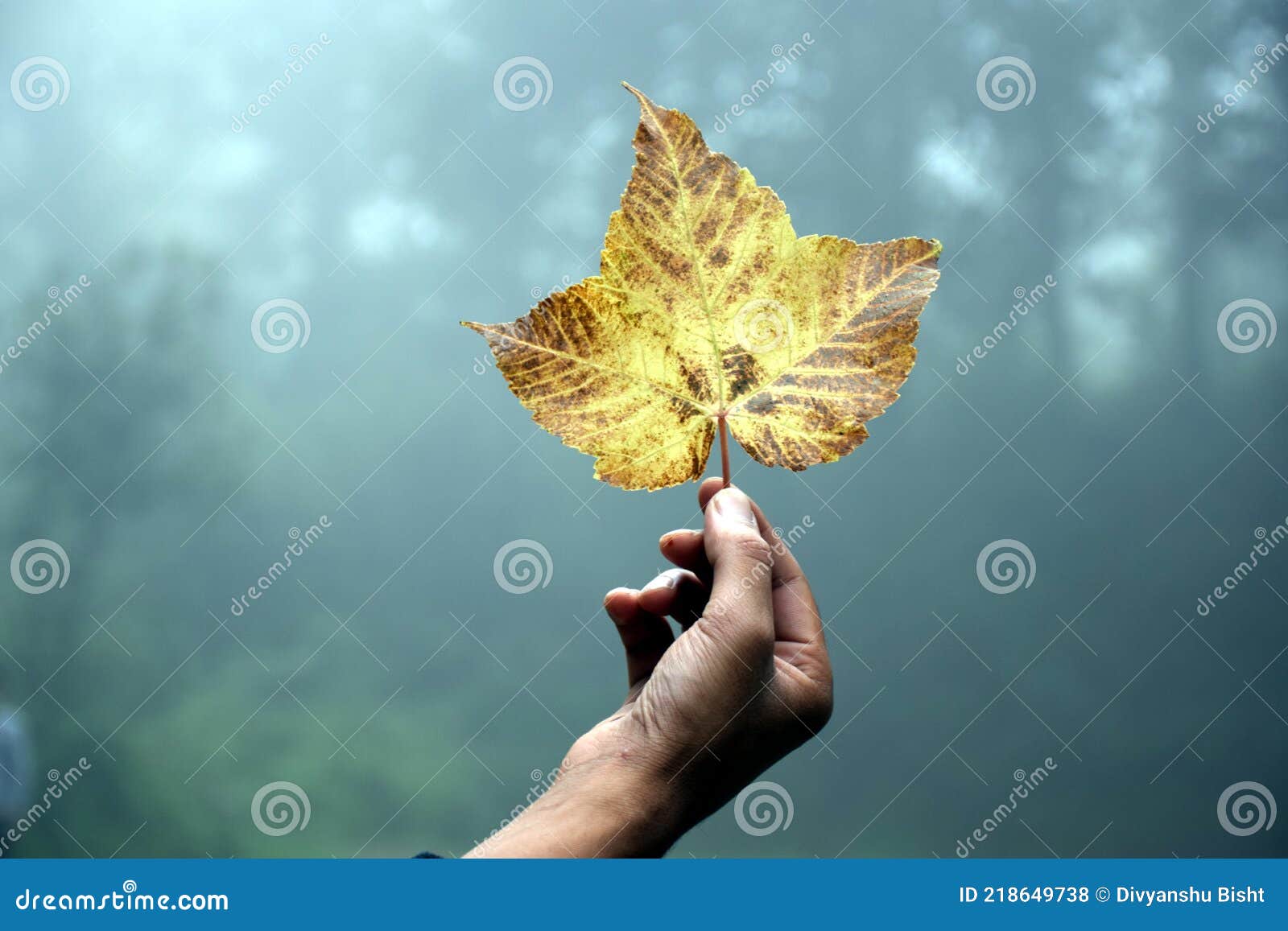 Beautiful Picture of Leaf on Hand Stock Photo - Image of close, autumn ...