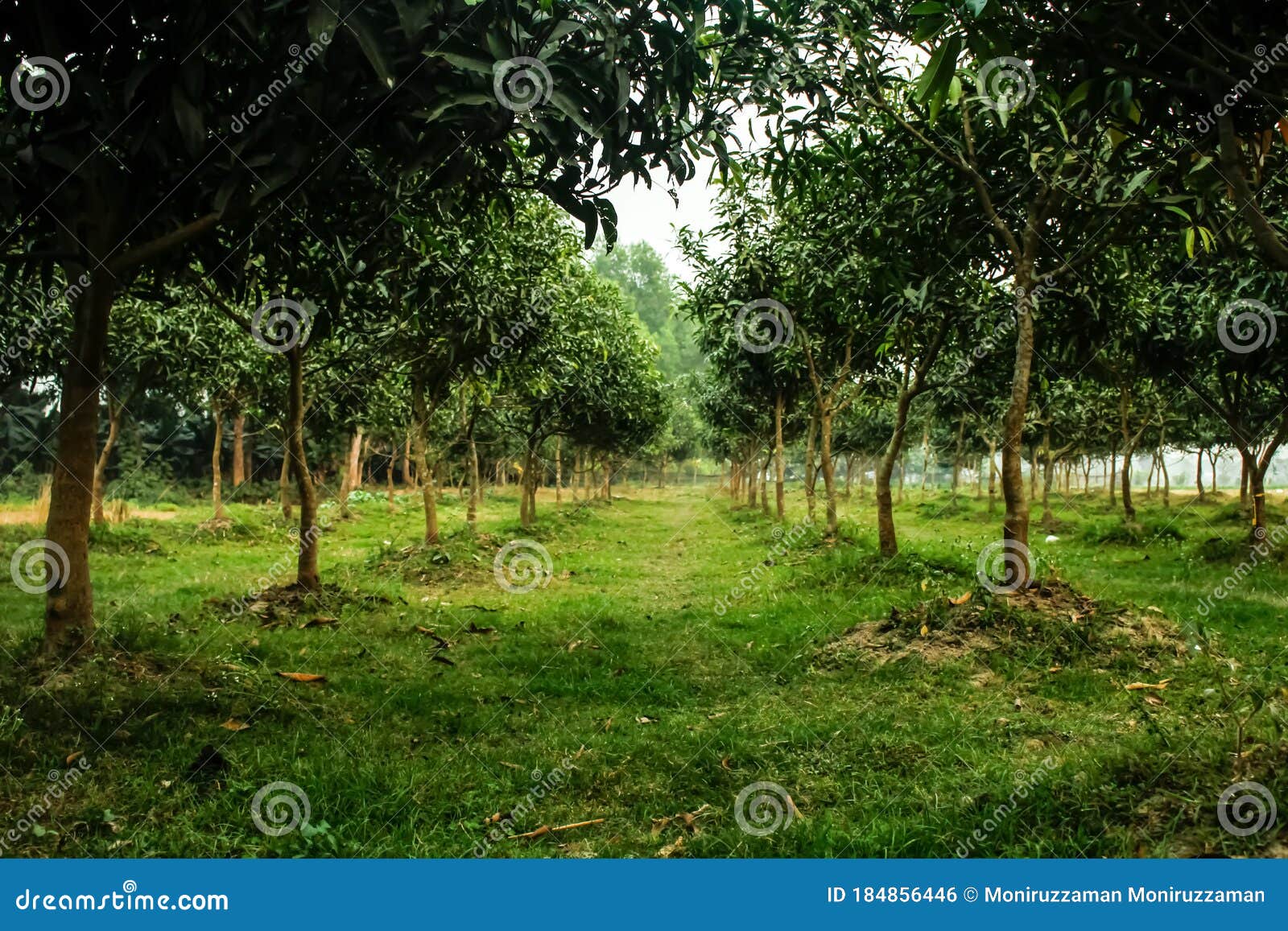 Beautiful Picture of Mango Garden. Stock Photo - Image of growth ...