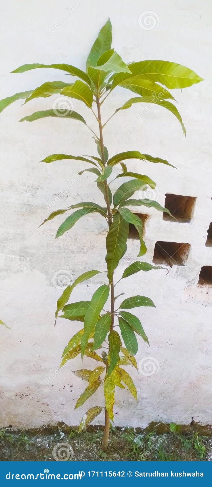 Beautiful Picture of Mango Tree India Stock Photo - Image of india ...