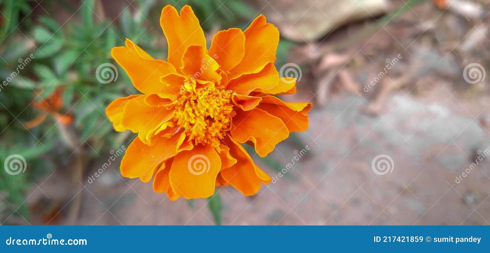 A Beautiful Picture of Marigold in Daylight Stock Image - Image of ...