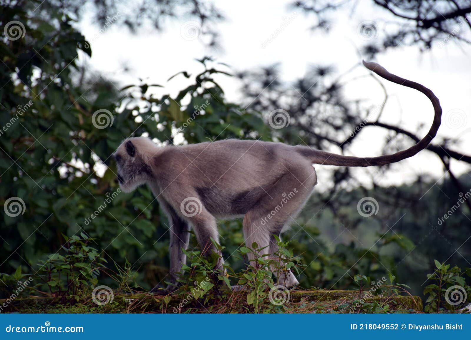 Beautiful Picture of Monkey in India. Uttarakhand Nainital India Stock ...