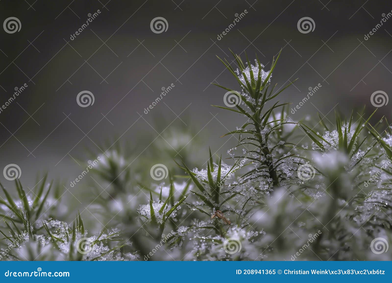 A Beautiful Picture of Moss in the Snow Stock Image - Image of snowy ...