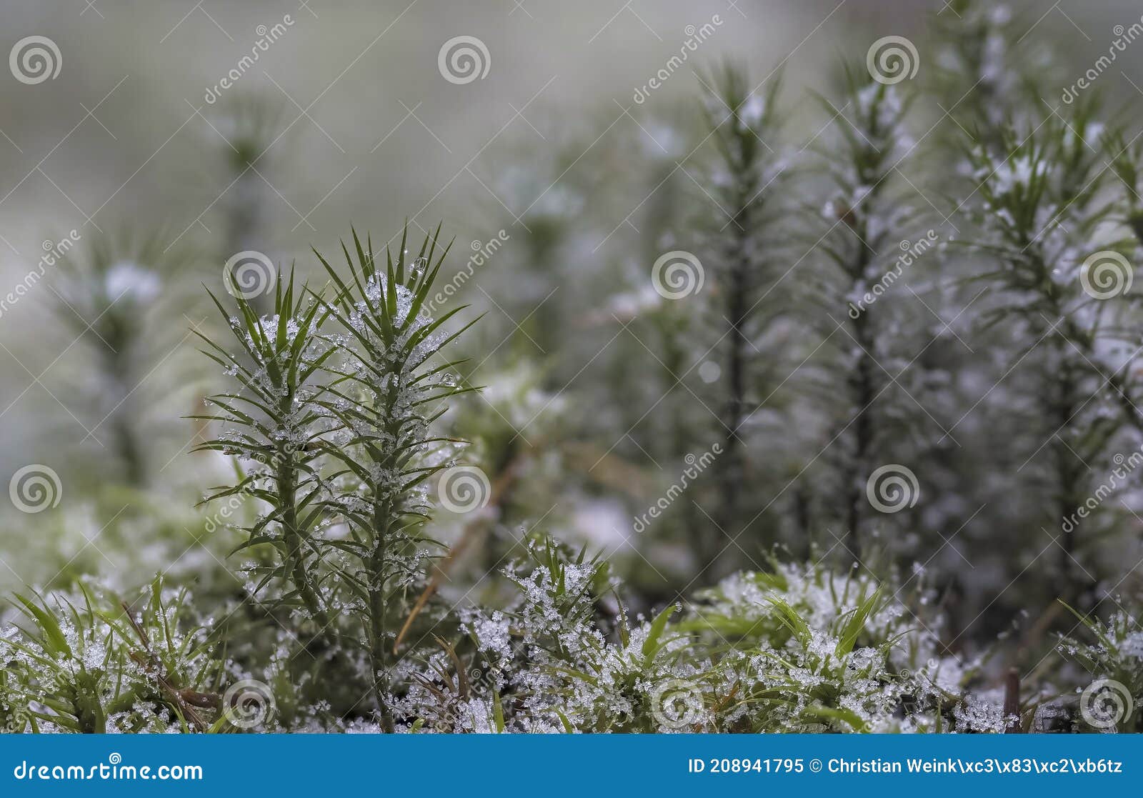 A Beautiful Picture of Moss in the Snow Stock Image - Image of snow ...