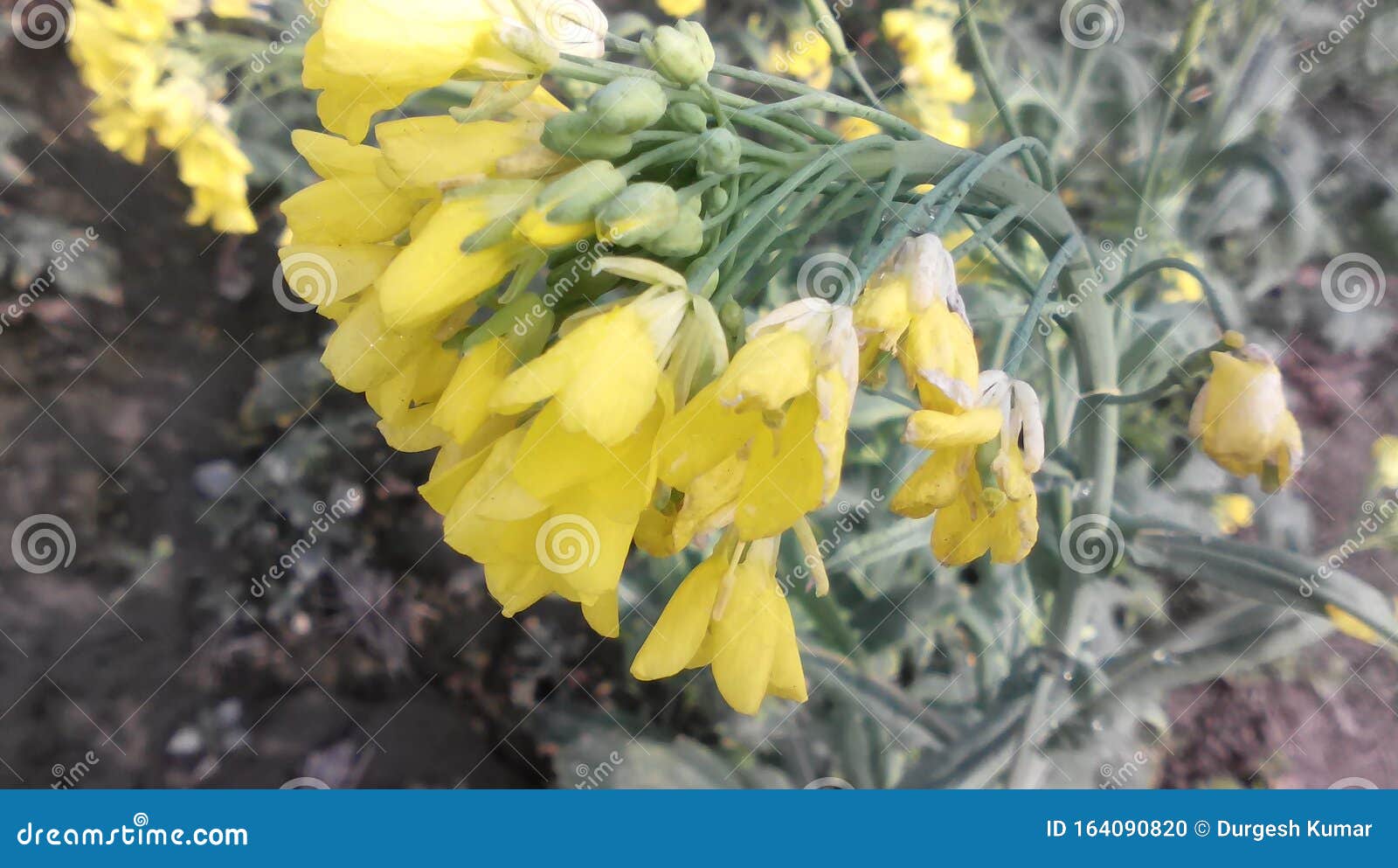 A Beautiful Picture of Mustered Flower for Growing Stock Photo - Image ...
