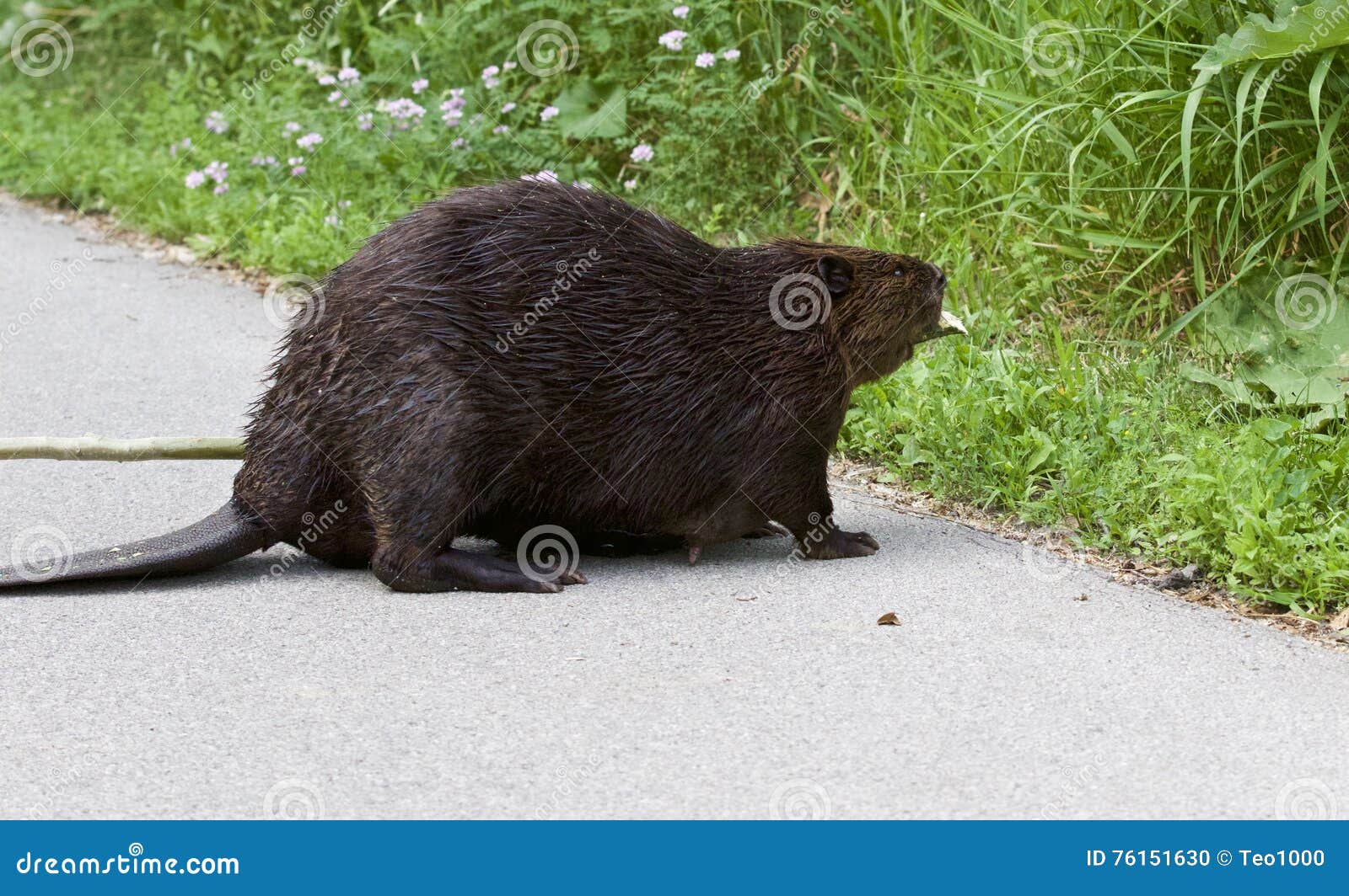 Beautiful Picture with a North American Beaver in Front of the Grass ...