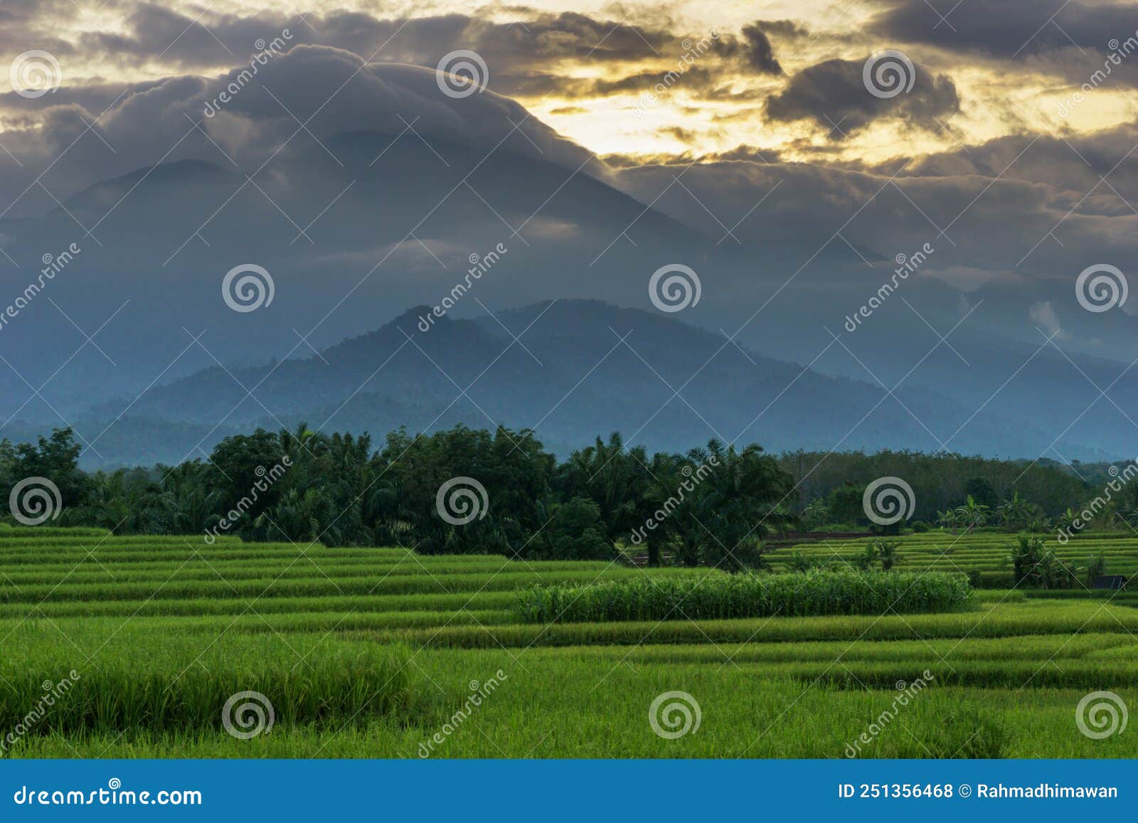 A Beautiful Picture of Paddy Fields Stock Photo - Image of landscape ...