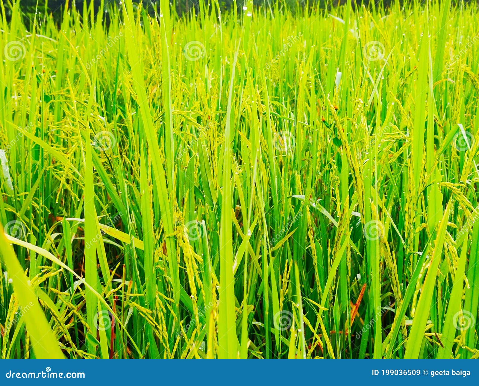 Beautiful Picture of Paddy Fields Stock Image - Image of meadow, paddy ...