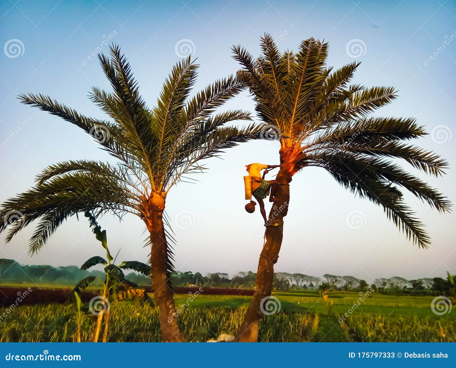 A Beautiful Picture of Palm Juice Extract Stock Image - Image of palm ...