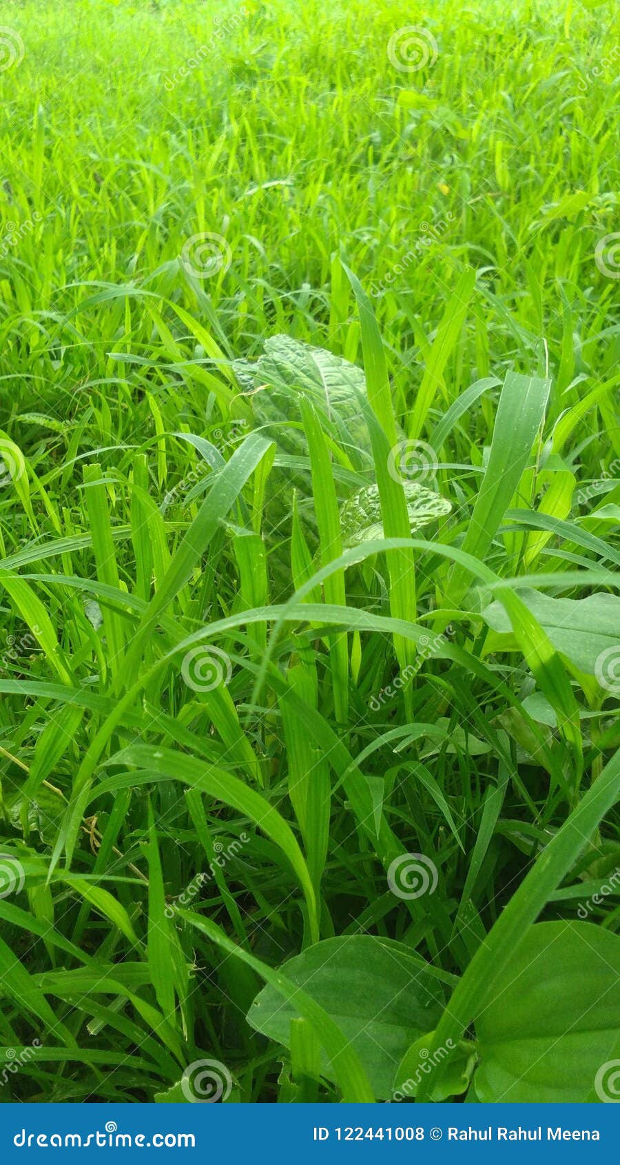 Green grass stock photo. Image of pick, cute, beautiful - 122441008
