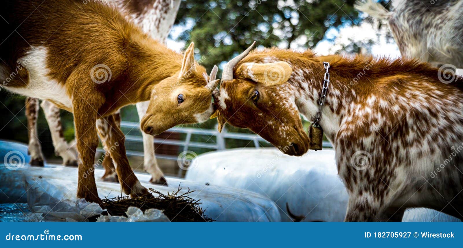 Picture Of Playing Ludo Game With Dice Stock Image | CartoonDealer.com ...