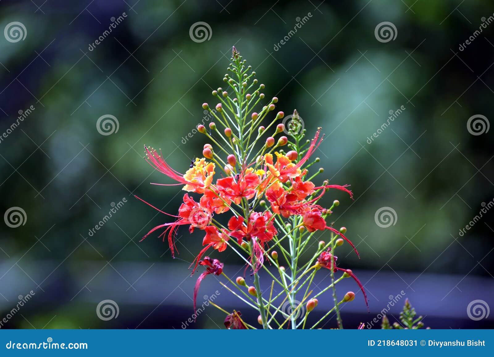 Beautiful Picture of Red and Yellow in Garden Stock Image - Image of ...