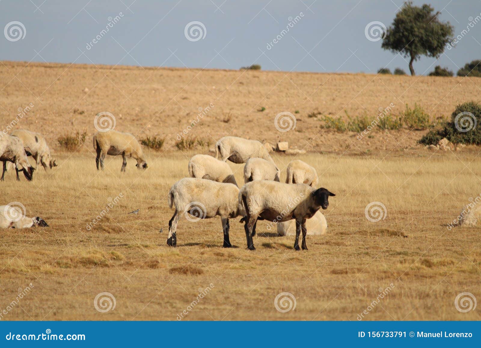 Beautiful Picture of Sheep of Great Size and Weight Stock Image - Image ...