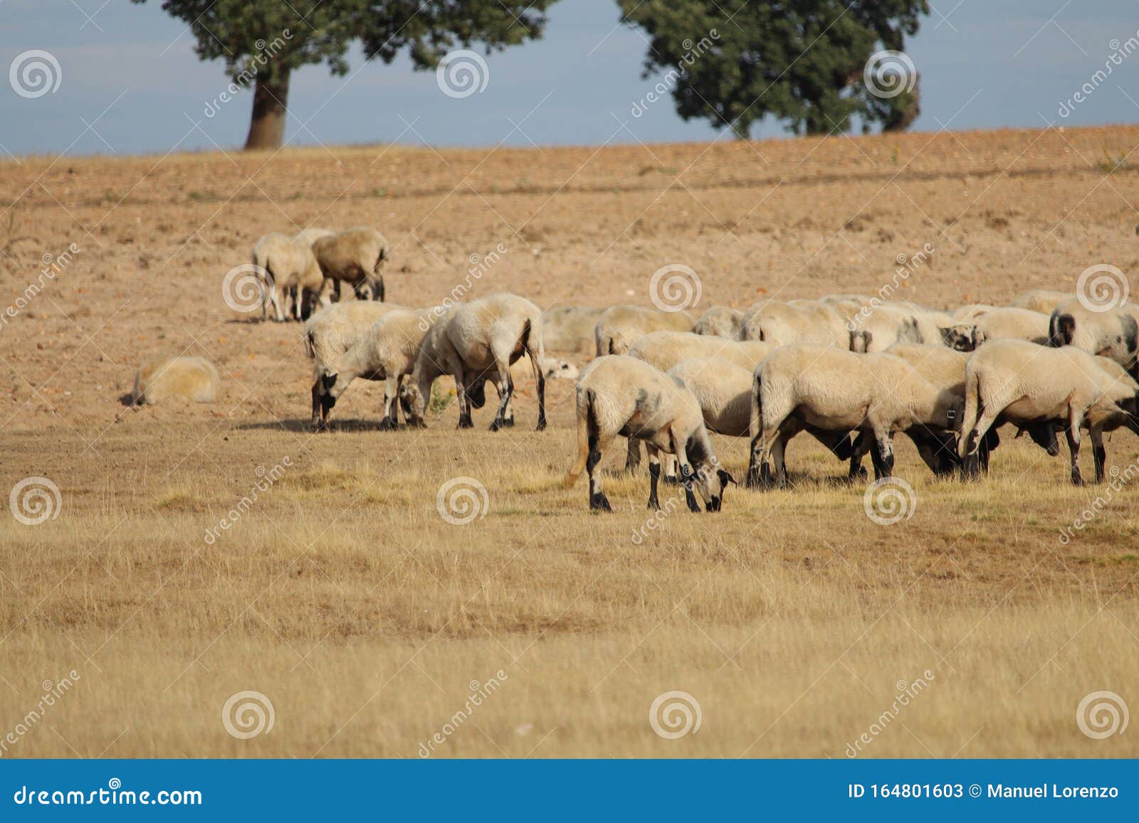 Beautiful Picture of Sheep of Great Size and Weight Stock Image - Image ...
