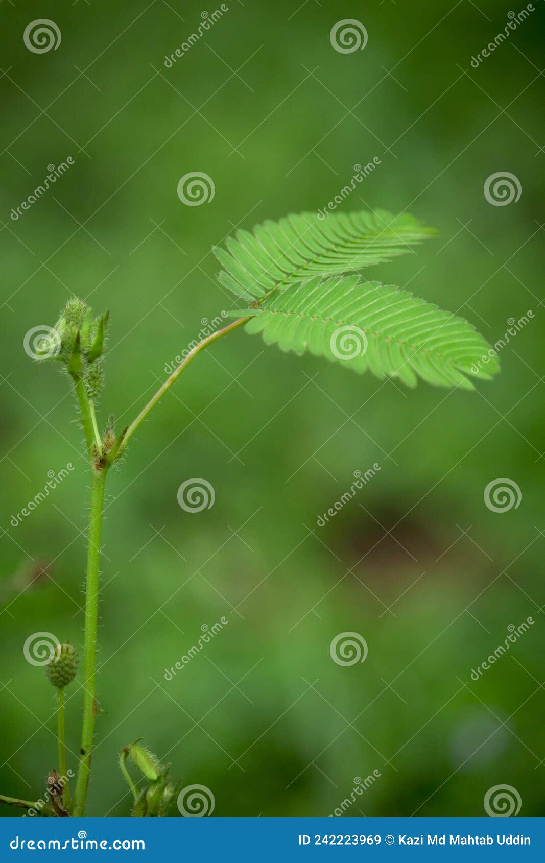 A Beautiful Picture of a Shy Tree Stock Image - Image of nature, insect ...