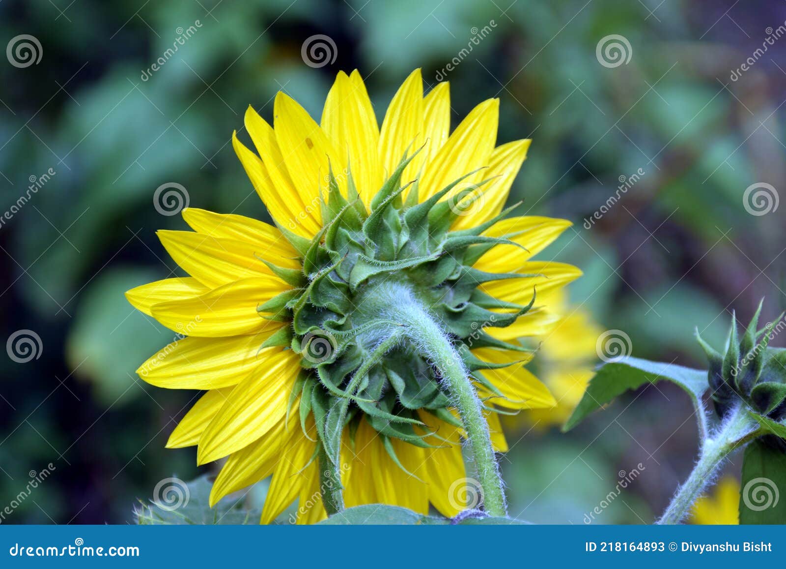 Beautiful Picture of Sunflower from Back Side Stock Image - Image of ...