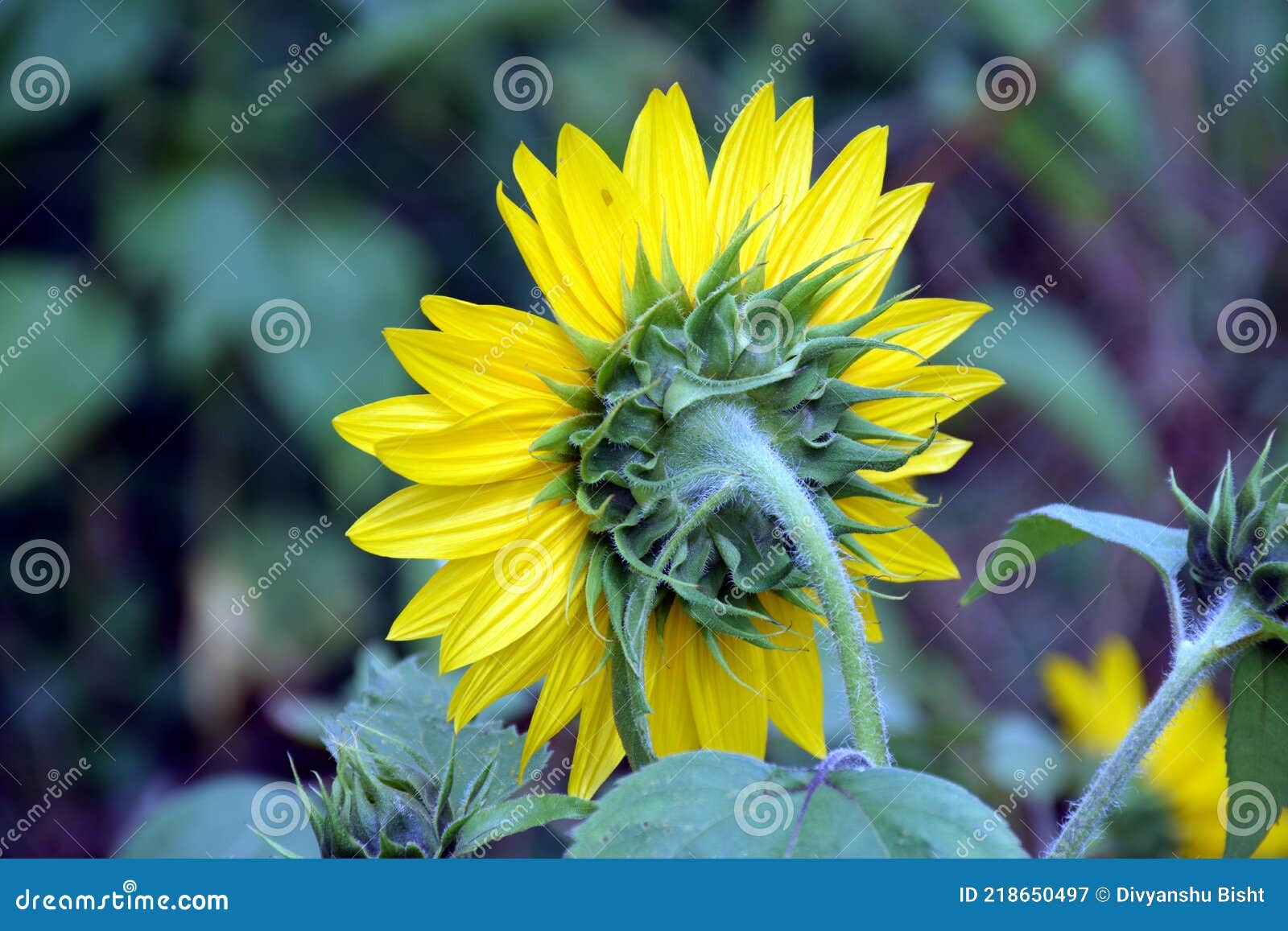 Beautiful Picture of Sunflower from Back Side in Garden Stock Image ...