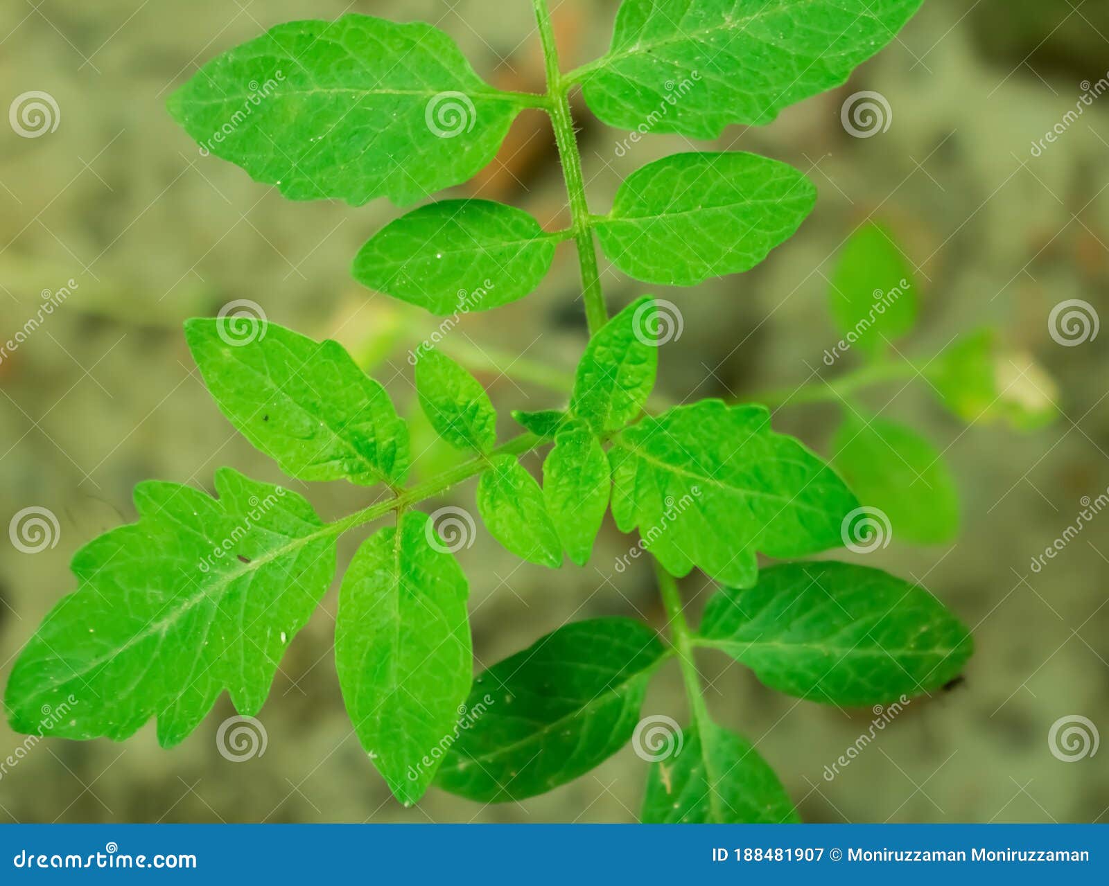 The Beautiful Picture of Tomato Tree Leaf. Stock Image - Image of small ...