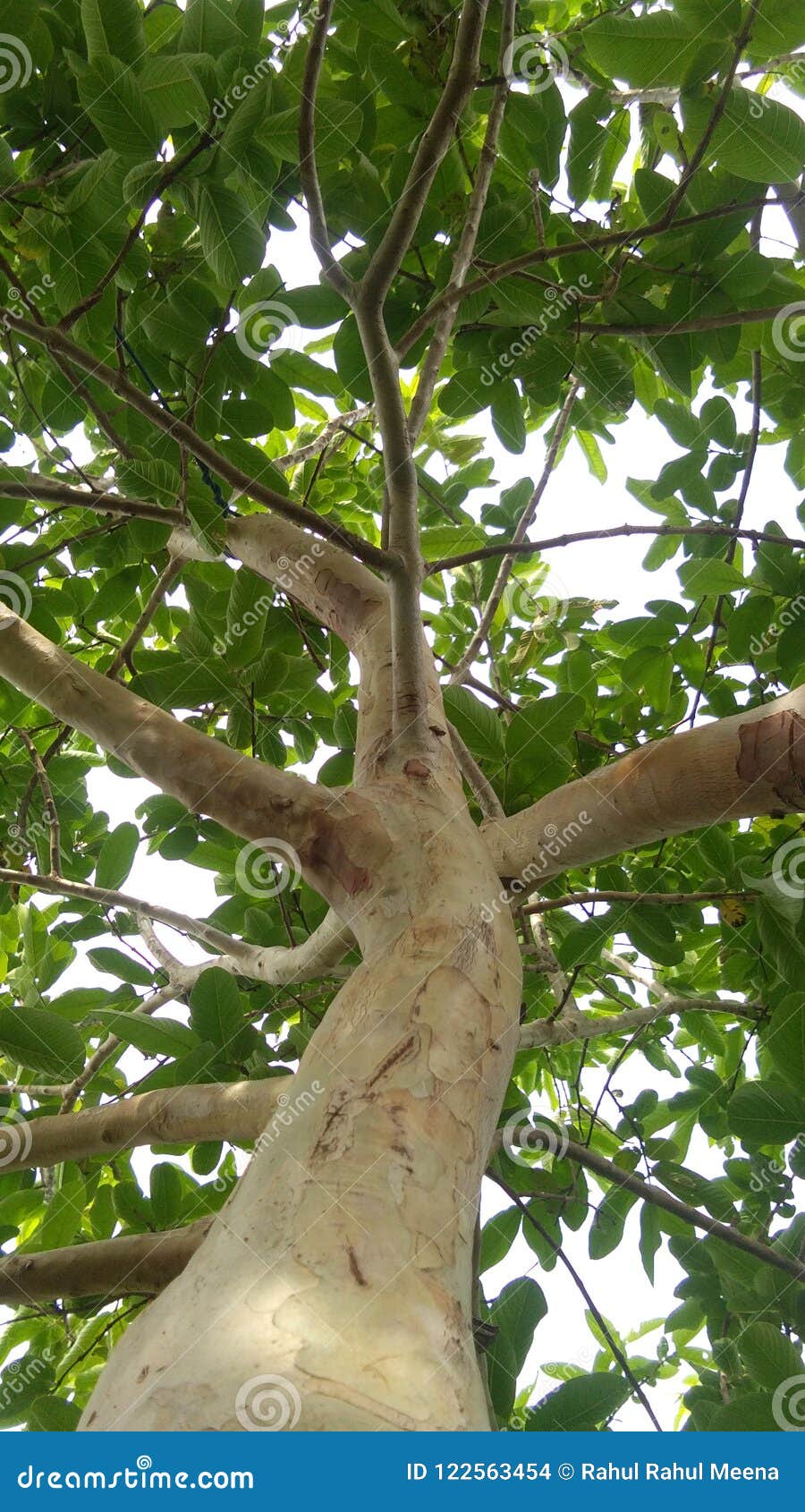 Beautiful picture stock photo. Image of tree, beautiful - 122563454