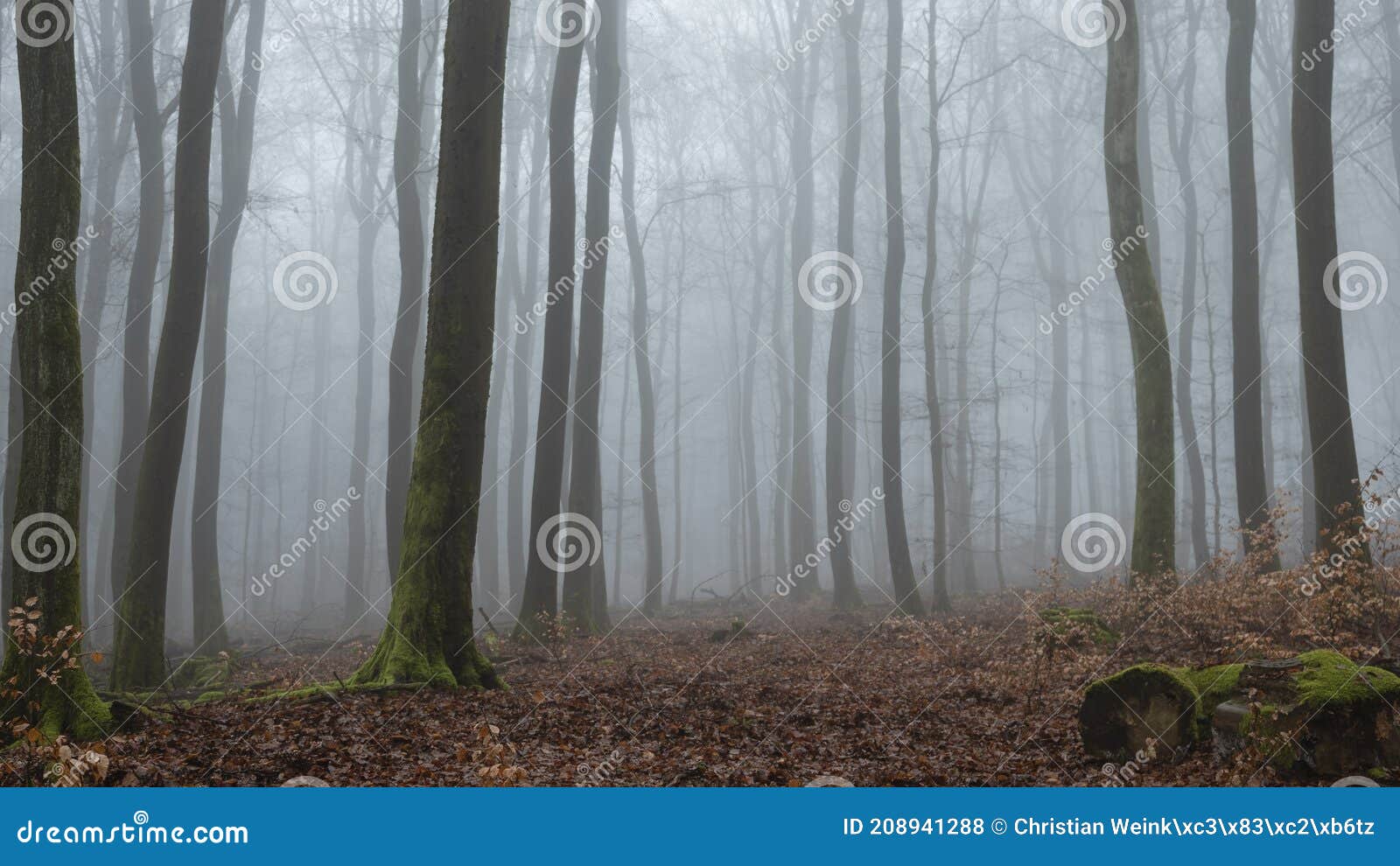 A Beautiful Picture of Trees in the Mist Stock Photo - Image of foliage ...