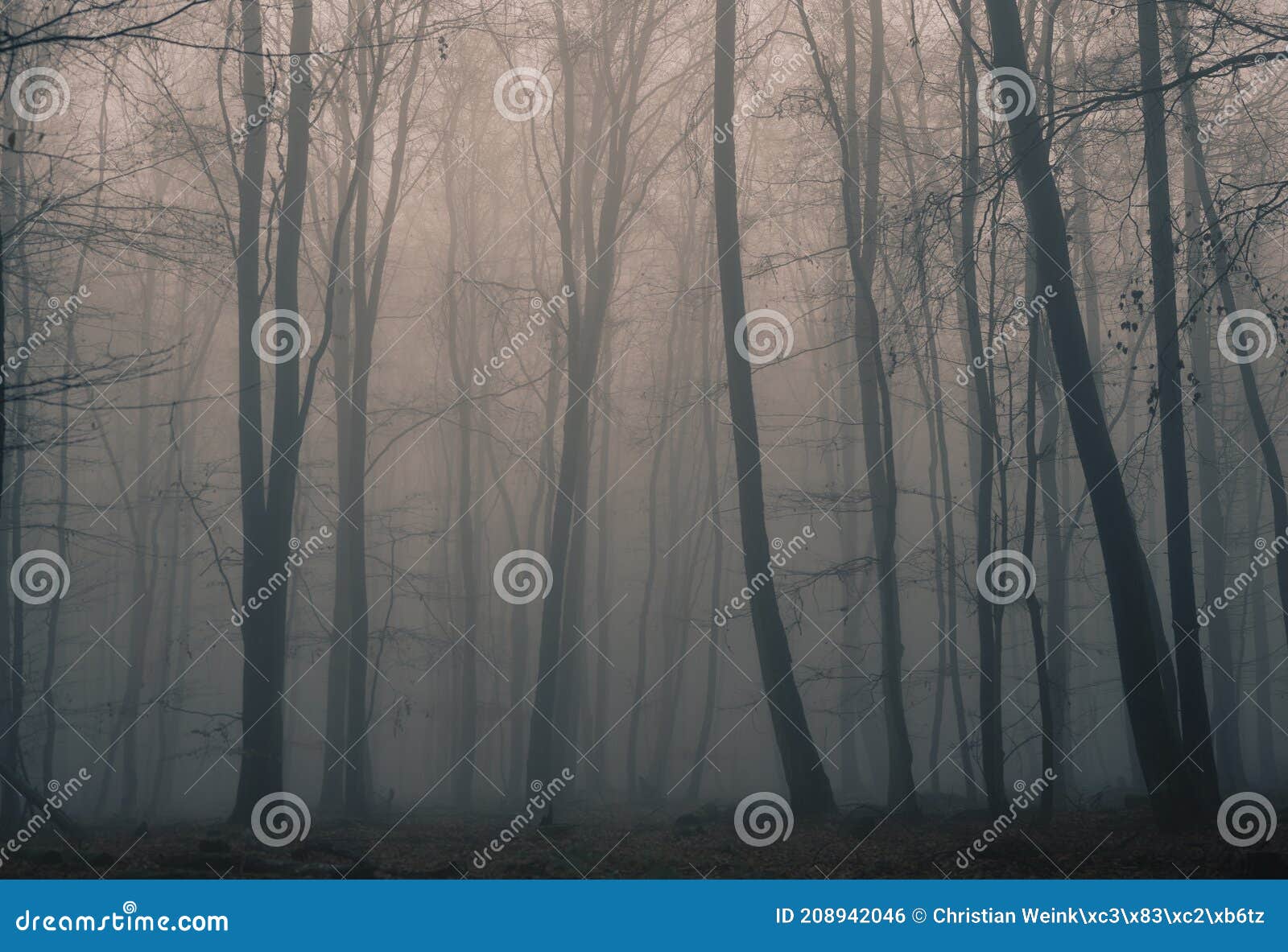 A Beautiful Picture of Trees in the Mist Stock Photo - Image of foliage ...