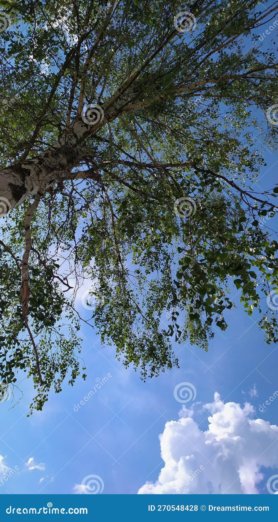 Beautiful Picture of Trees and Sun with Clouds in Summer Stock Photo ...