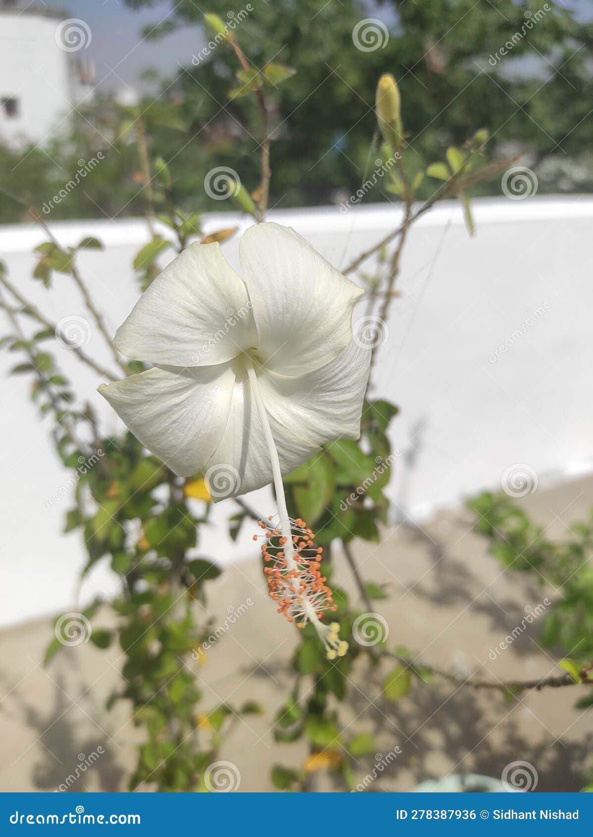 Beautiful Picture of White Gudhal Flower Stock Photo - Image of flower ...
