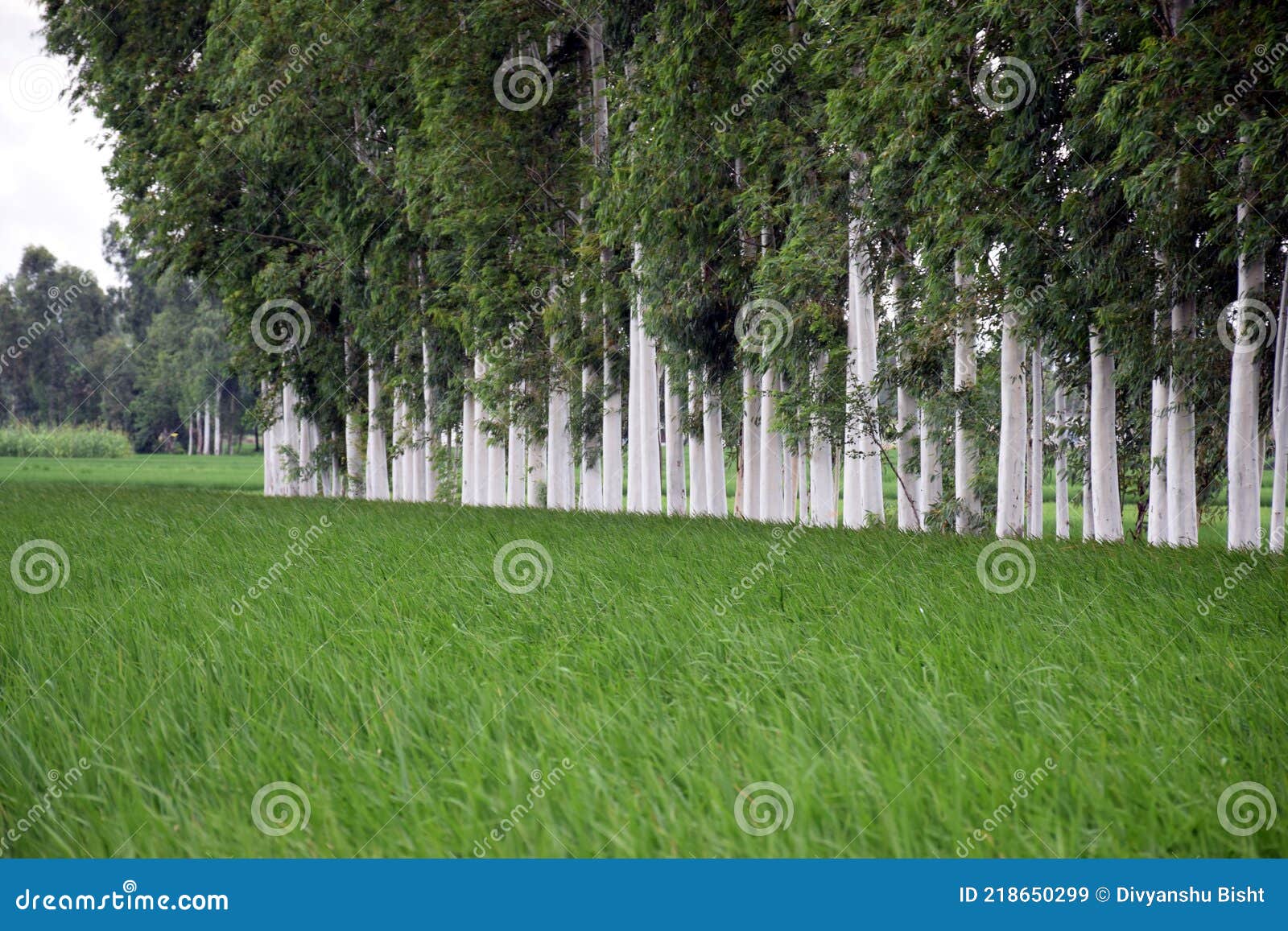 Beautiful Picture of White Tree in Que Stock Image - Image of blue ...