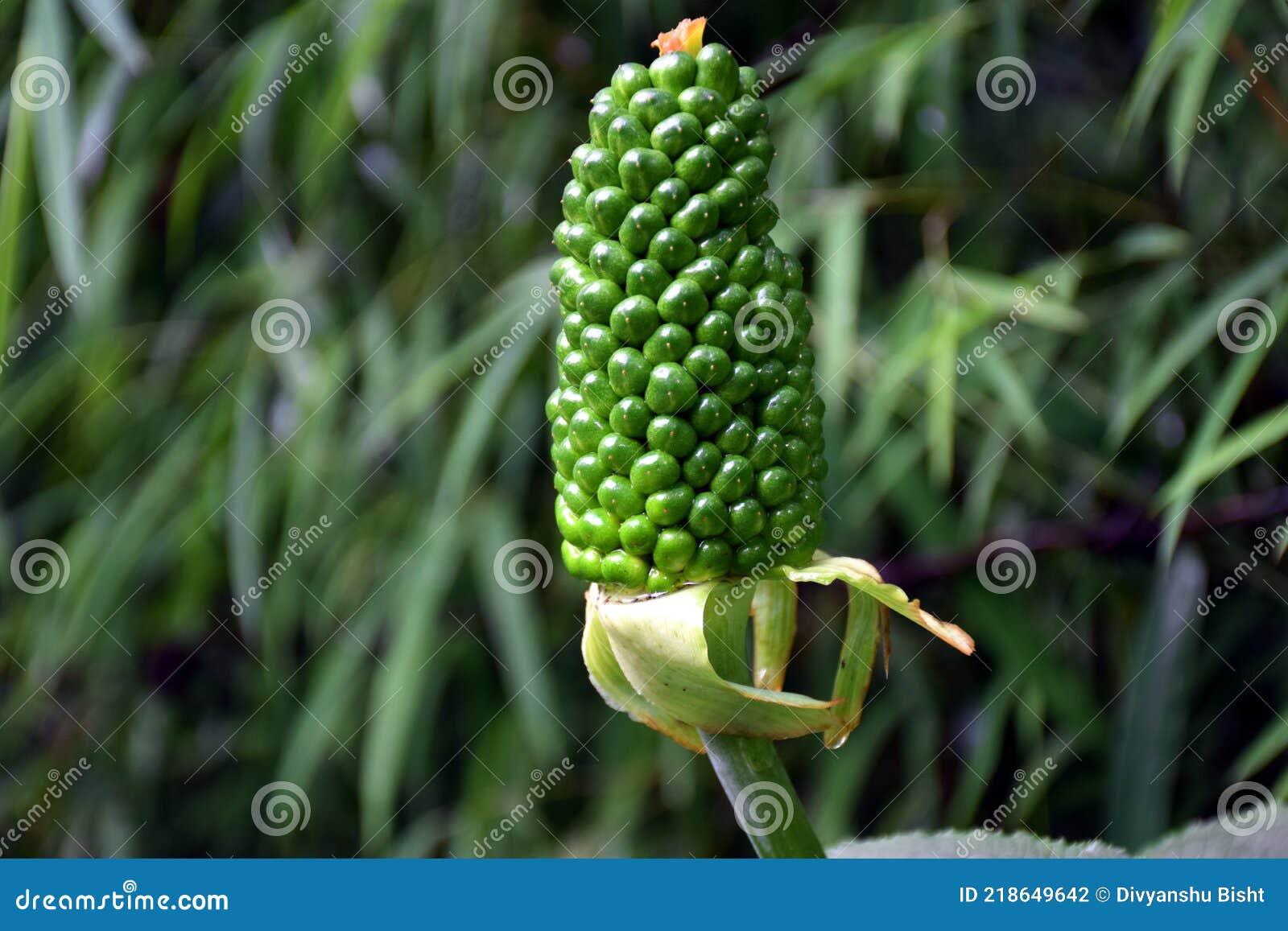 Beautiful Picture of Wild Fruit in Jungle. Nainital Uttarakhand India ...