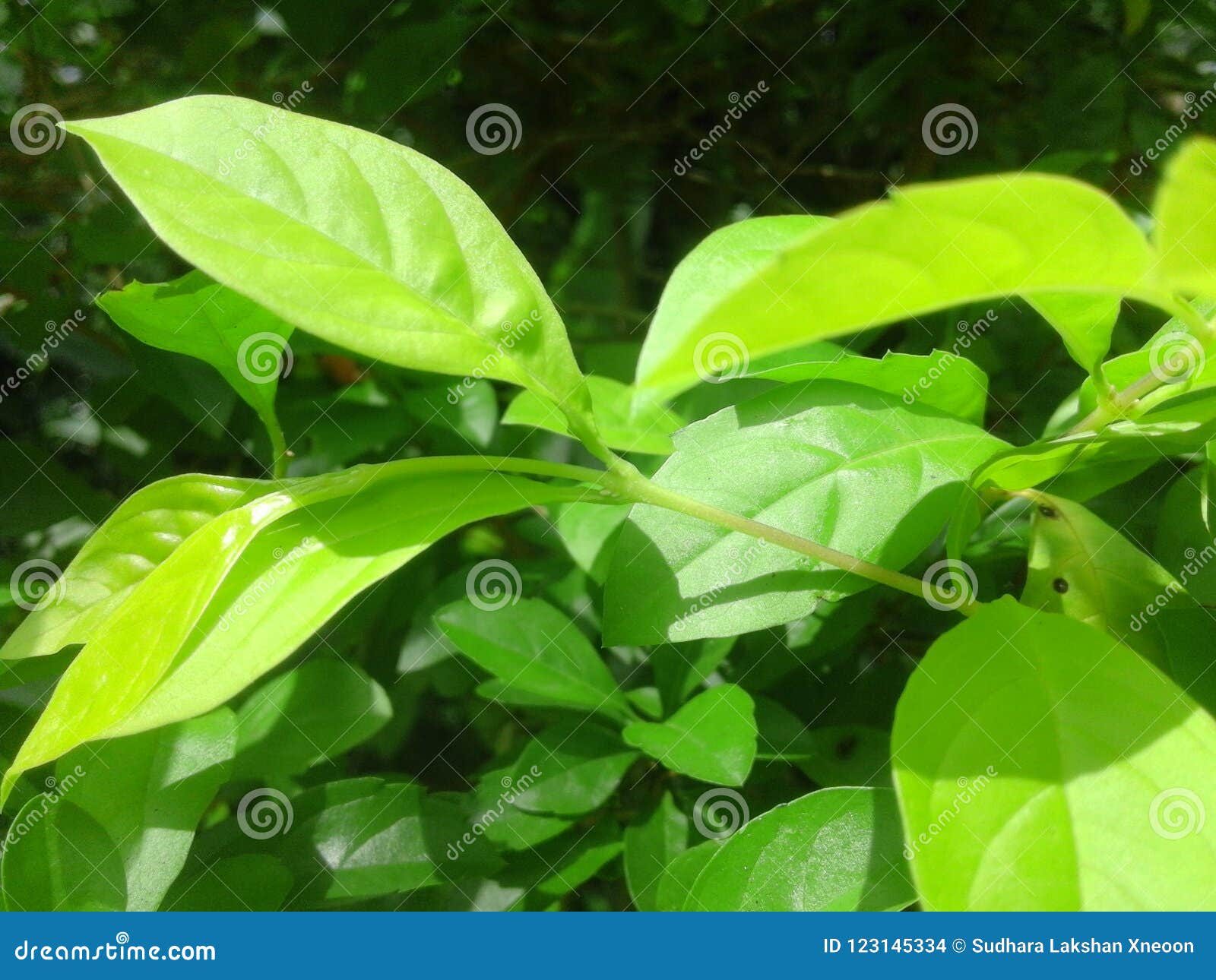 A Most Beautiful Tea Leaves. Stock Photo - Image of leaves, drinks ...