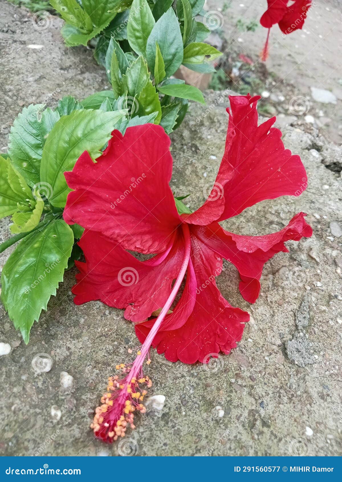Beautiful Pictures Red Phool Stock Image - Image of phoo, phool: 291560577