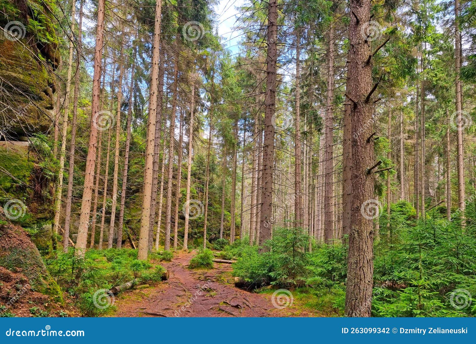 Beautiful Picturesque Pine Forest. Young Forest, Fresh Air. Stock Photo ...