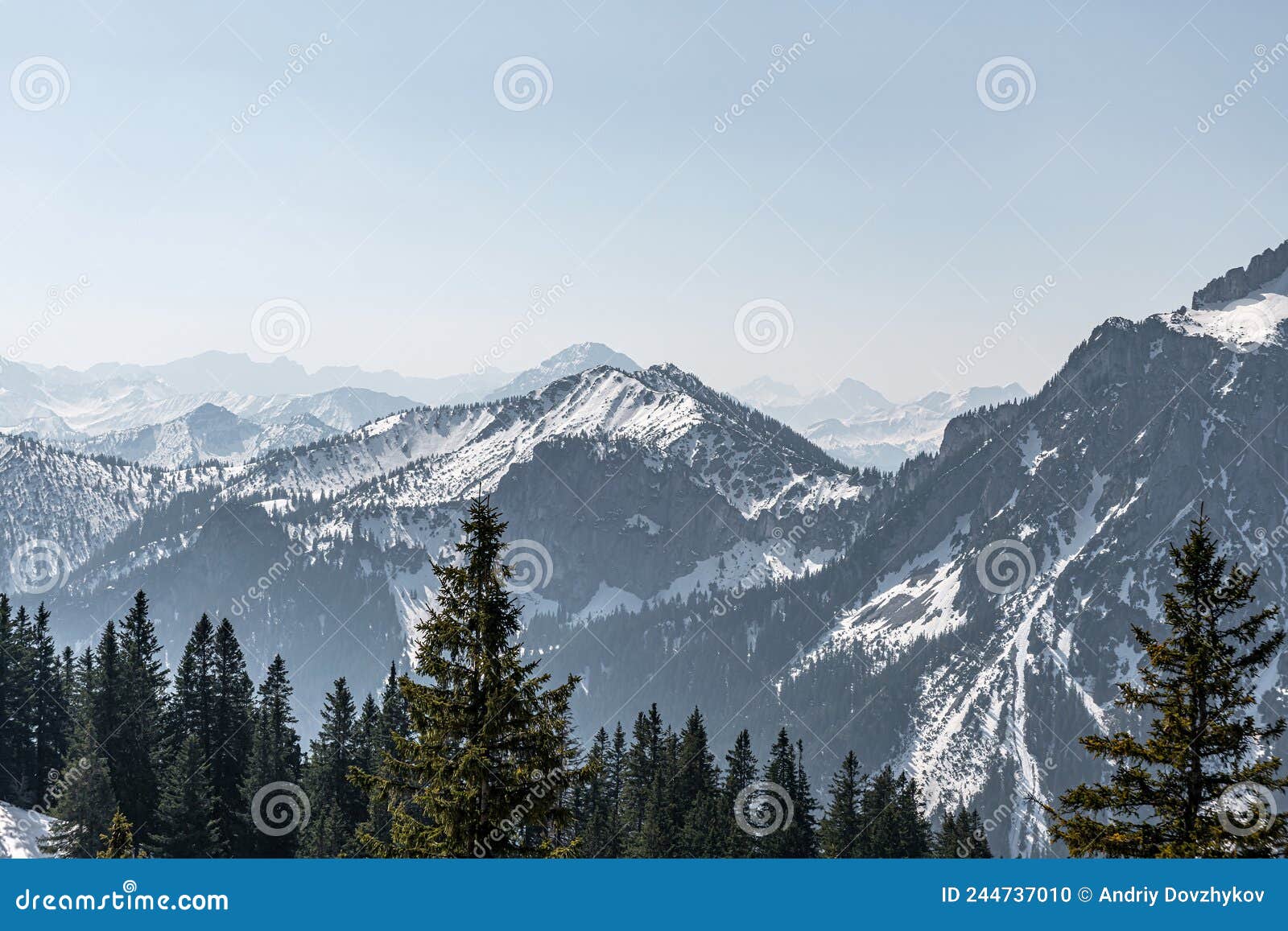 Beautiful and Picturesque Snowy Mountains in the Background, Pine ...