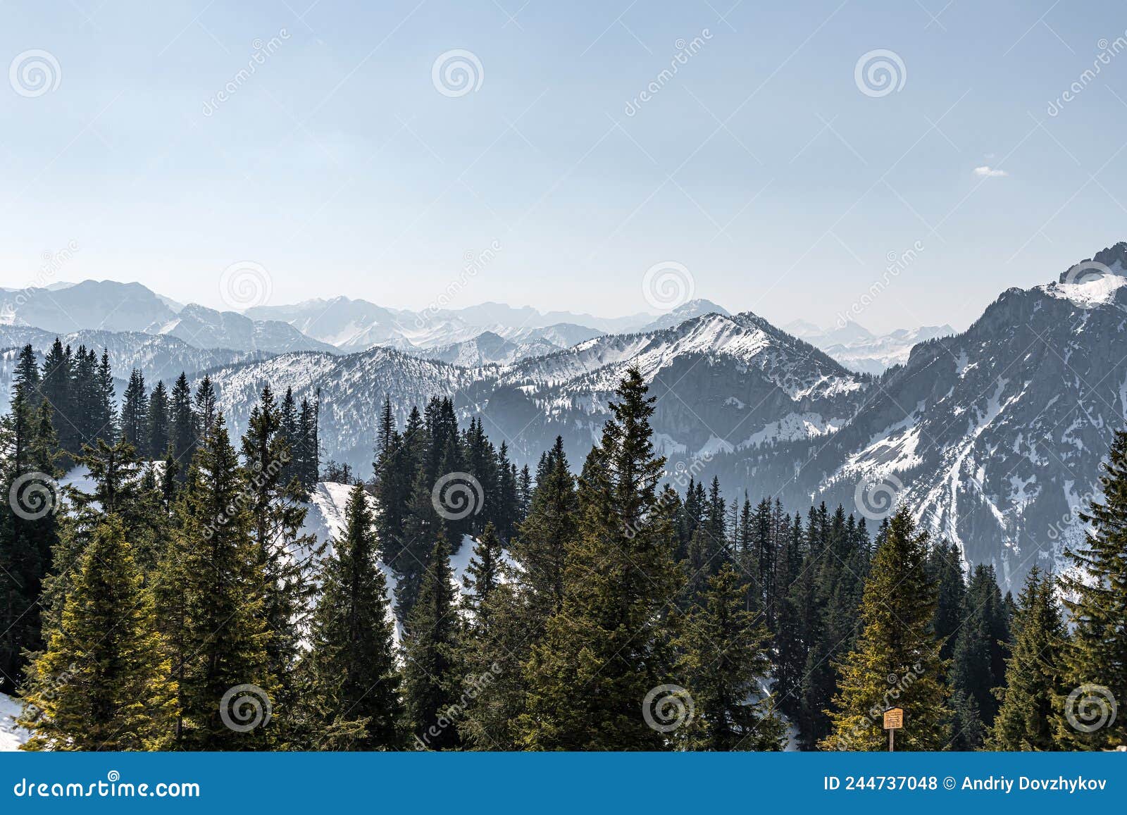 Beautiful and Picturesque Snowy Mountains in the Background, Pine ...