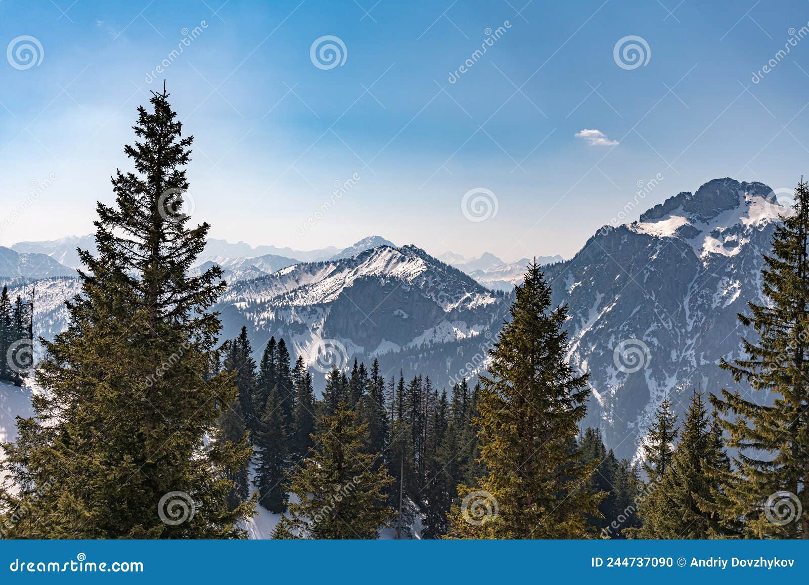 Beautiful and Picturesque Snowy Mountains in the Background, Pine ...