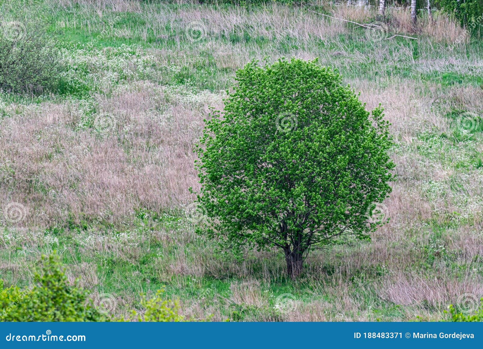 Beautiful Picturesque Spring Landscape with a Lonely Tree in a Forest ...
