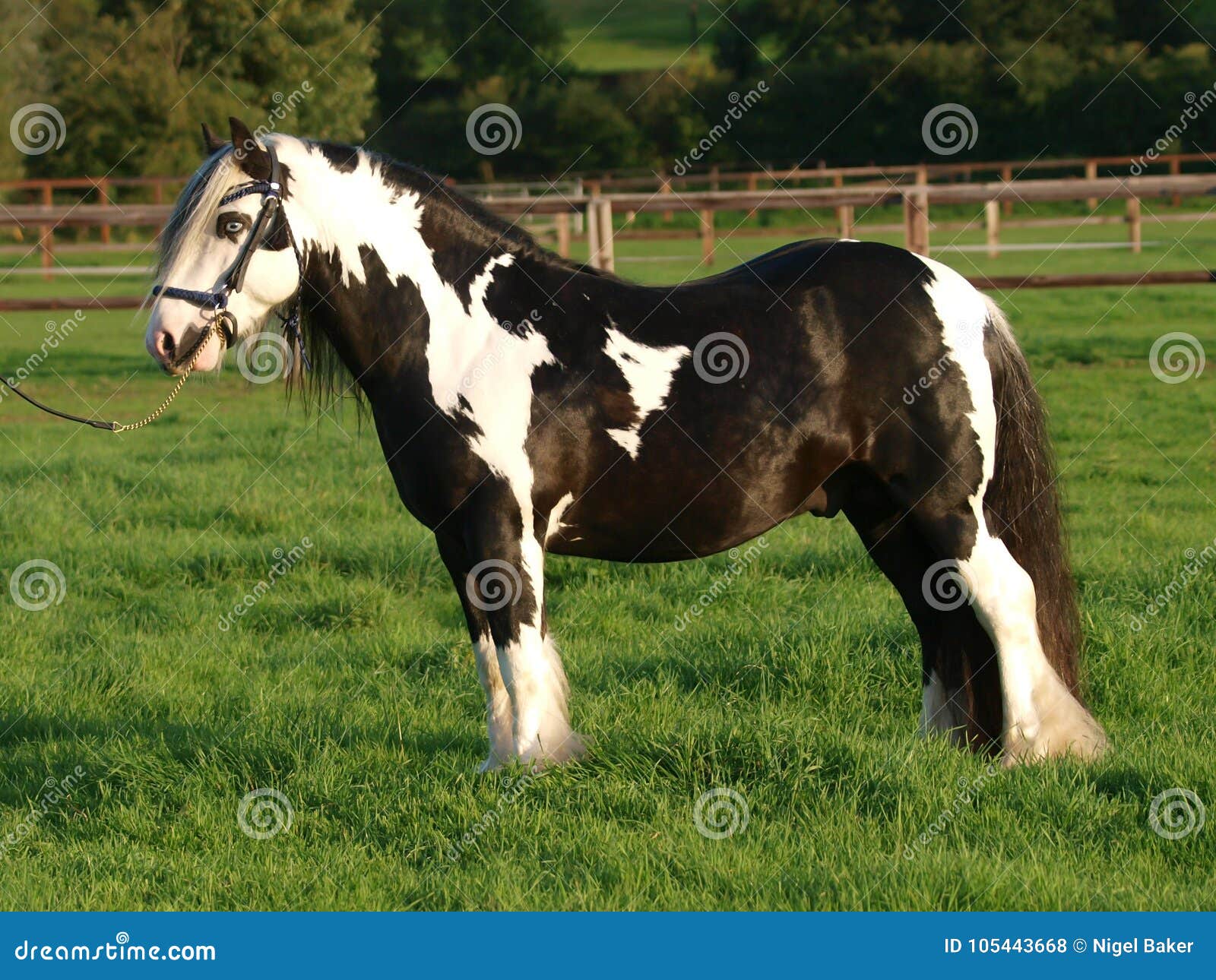 Standing Stallion stock photo. Image of liberty, beauty - 105443668