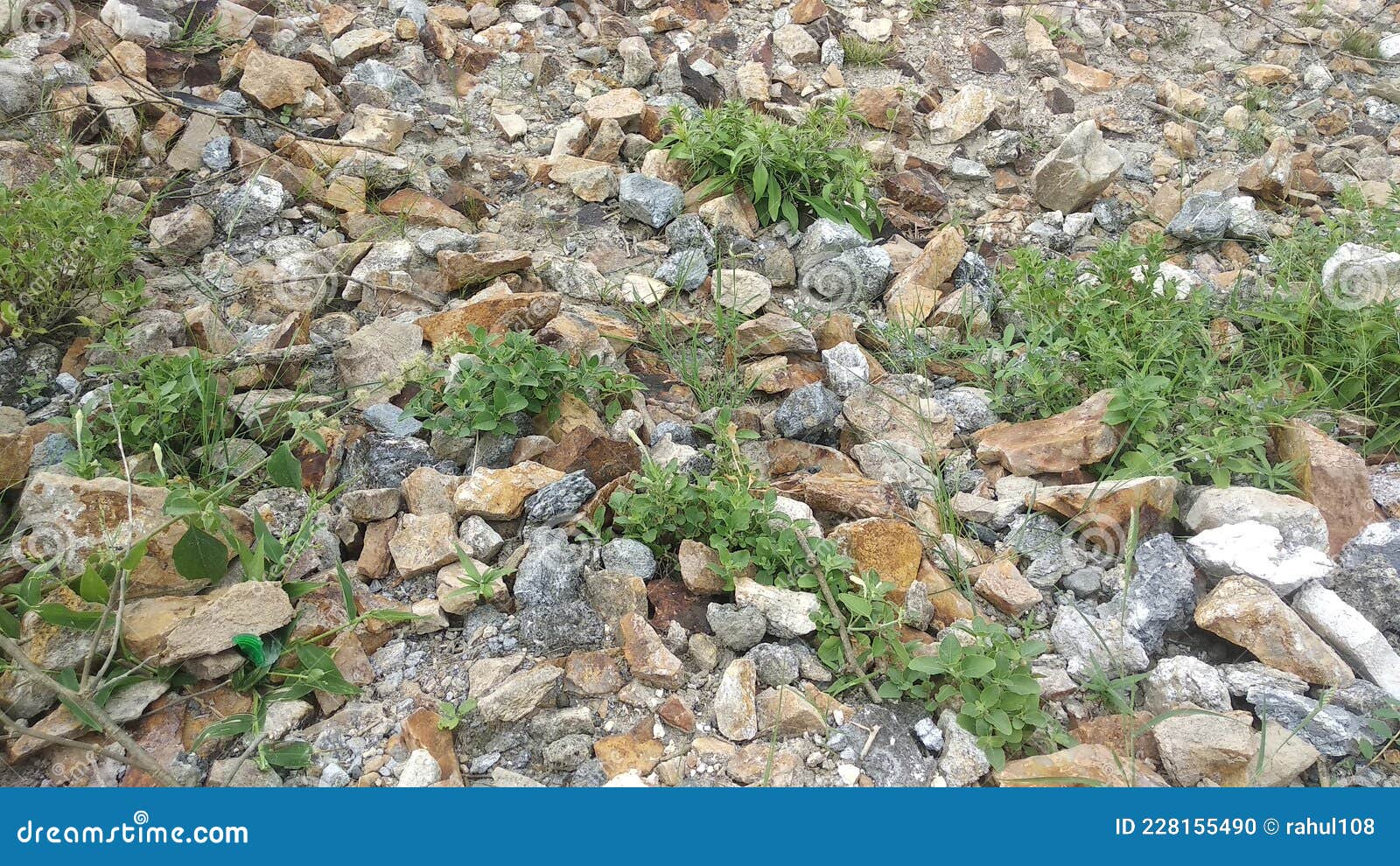 A Beautiful Pieces of Stones Stock Photo - Image of grass, stream ...