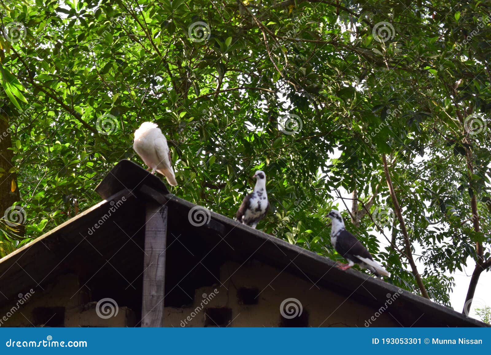 Beautiful Piegon Group Photo Stock Image - Image of family, grace ...