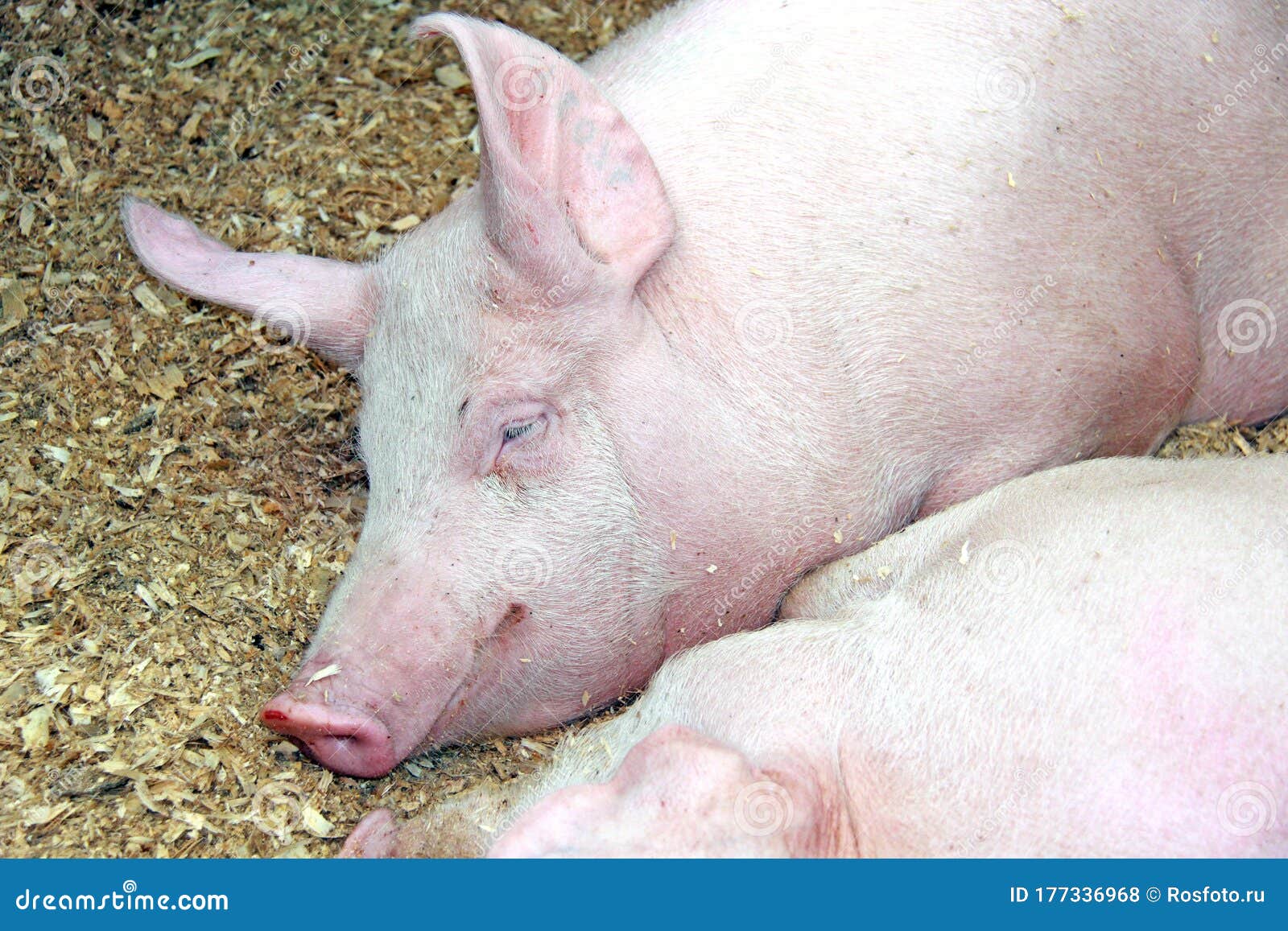 Beautiful pig on the farm stock photo. Image of nose - 177336968
