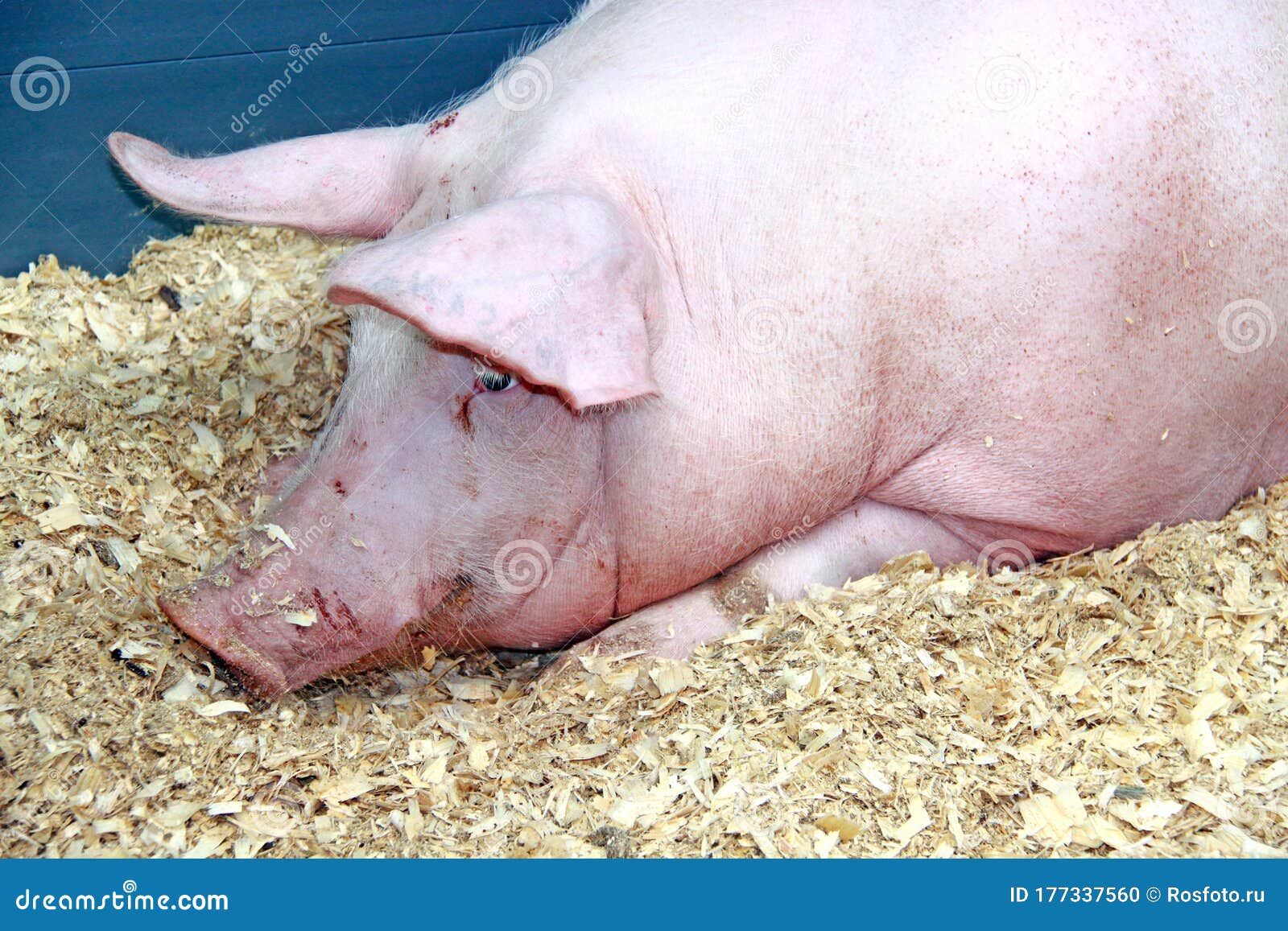 Beautiful pig on the farm stock photo. Image of outdoor - 177337560