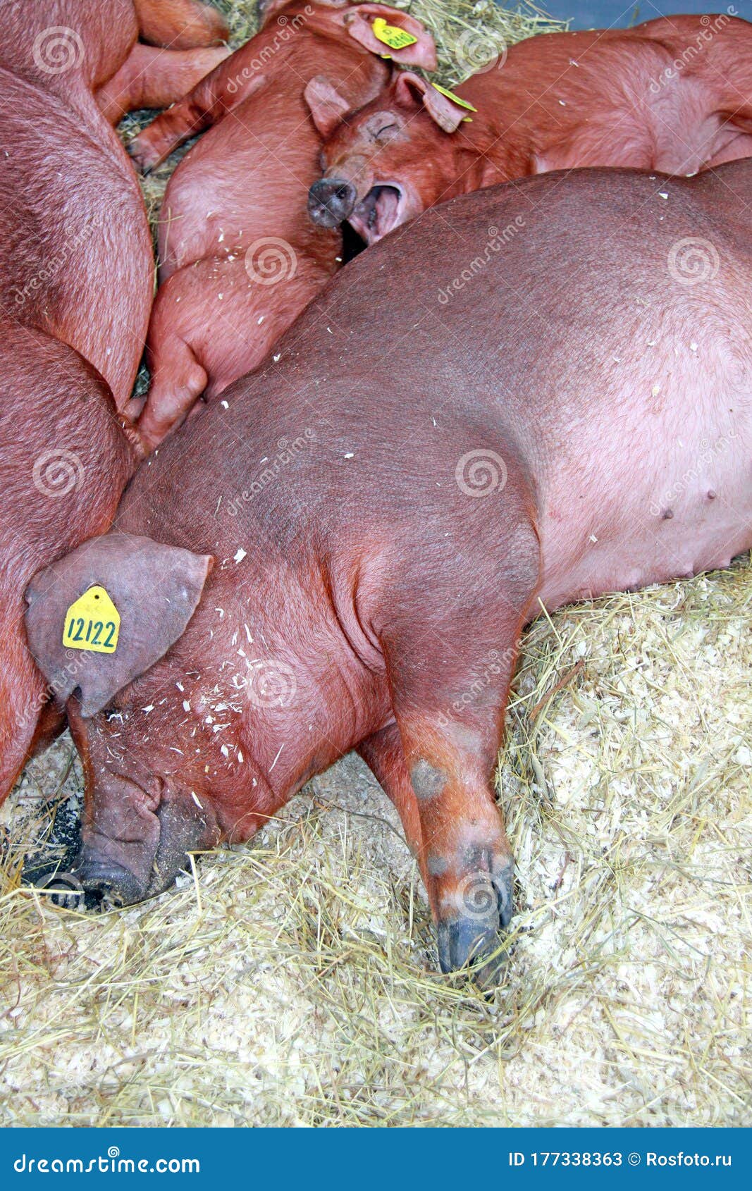 Beautiful pig on the farm stock image. Image of farming - 177338363