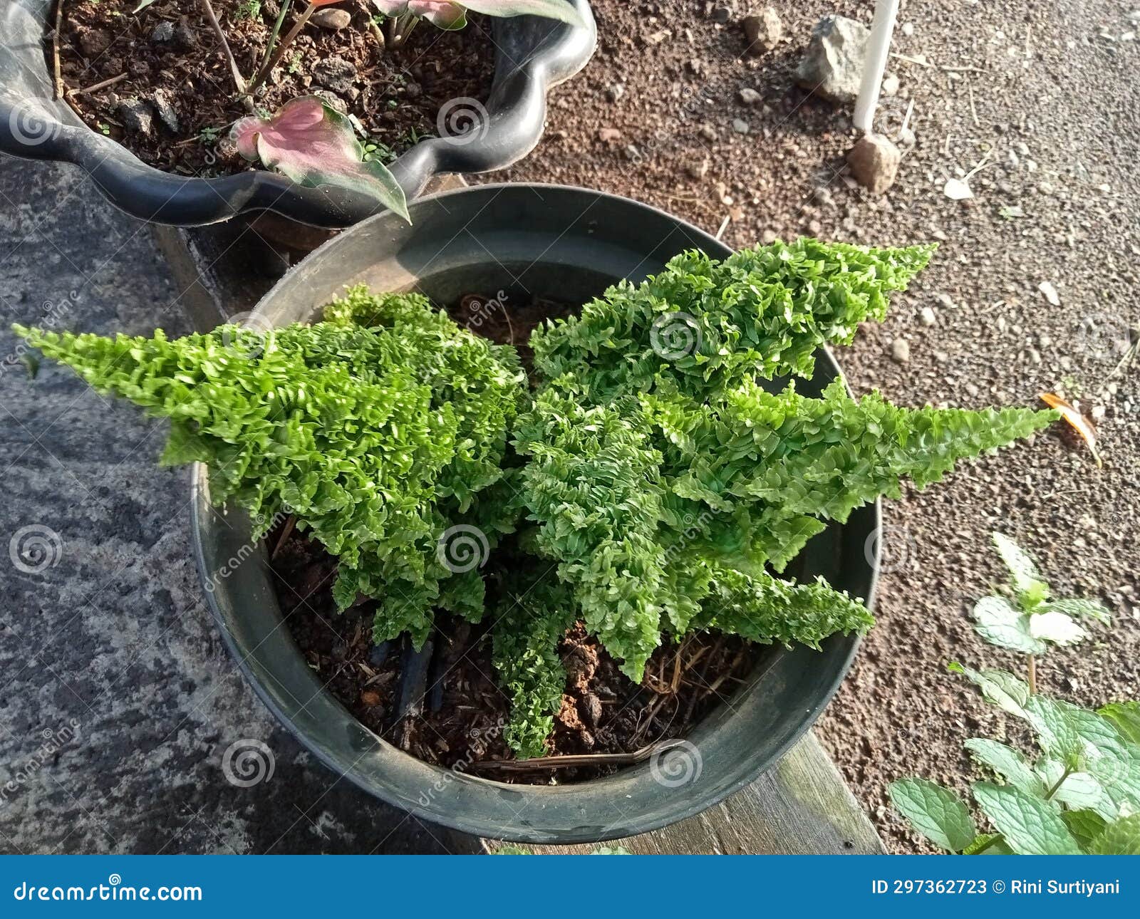 The Beautiful Pig& X27;s Tail Plant Grows Charmingly Stock Image ...