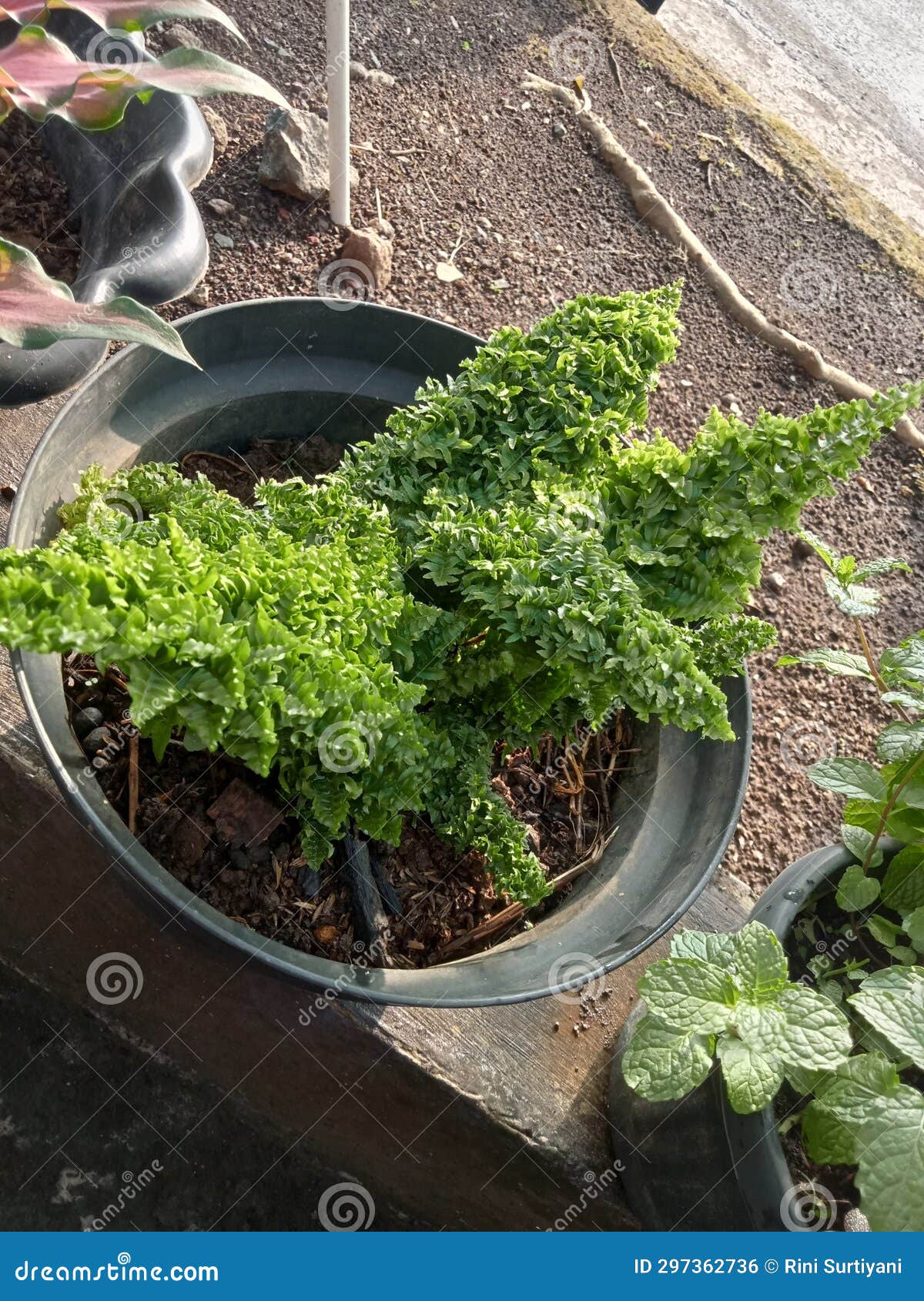 The Beautiful Pig& X27;s Tail Plant Grows Charmingly Stock Photo ...