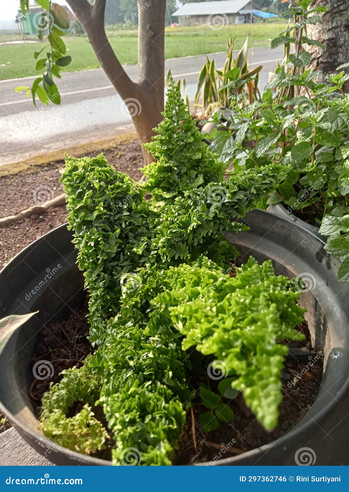 The Beautiful Pig& X27;s Tail Plant Grows Charmingly Stock Photo ...