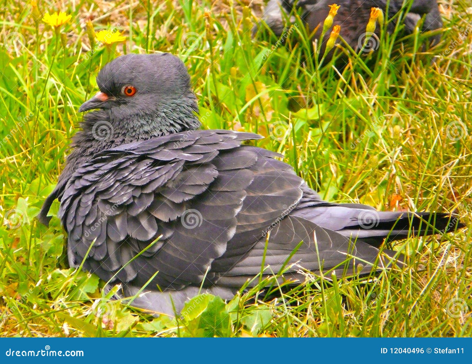Beautiful pigeon stock photo. Image of feather, wildlife - 12040496