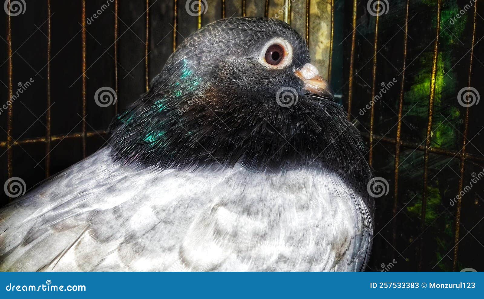 A Beautiful Pigeon Bird Close Photo Stock Image - Image of pigeon ...