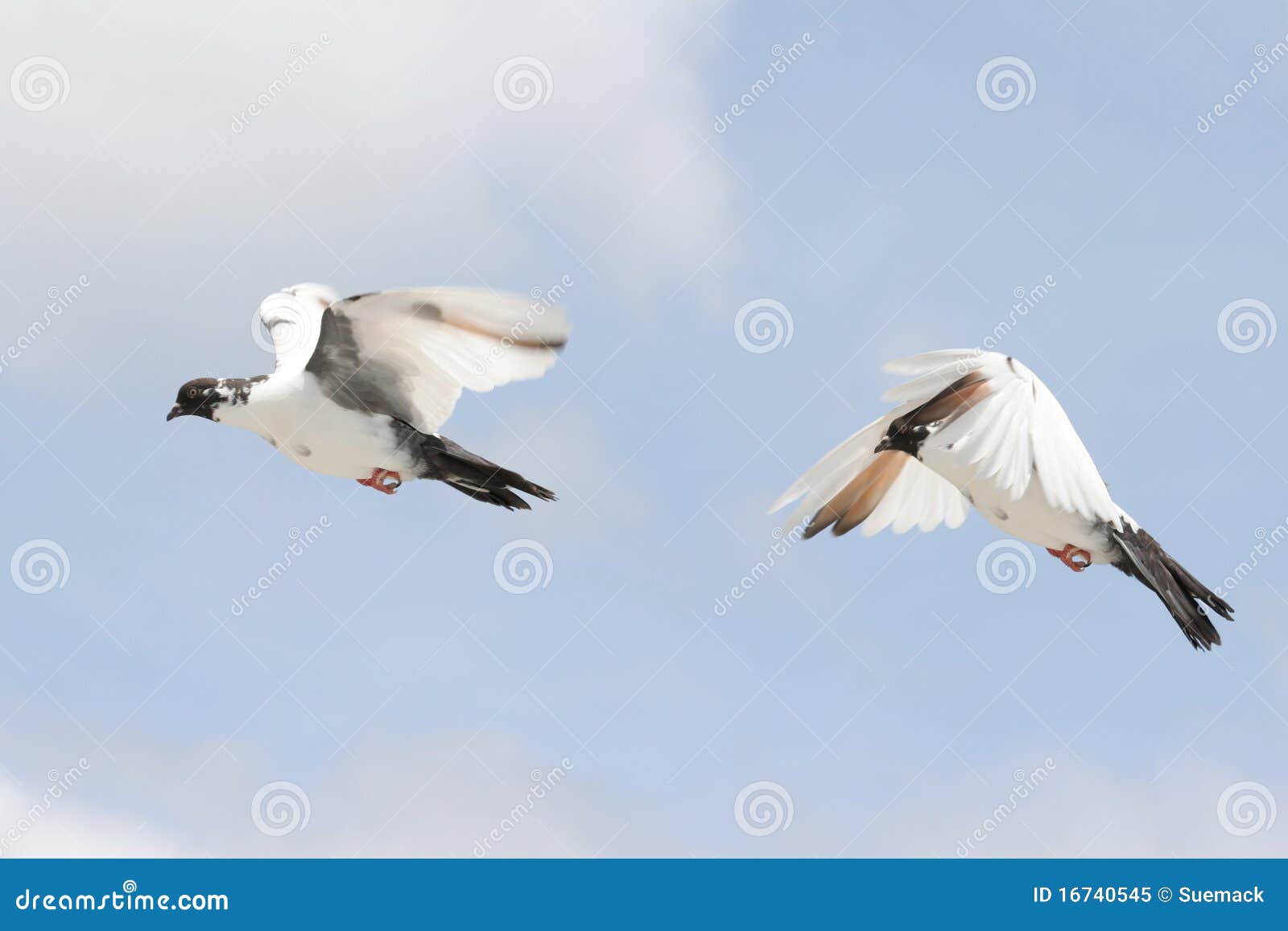 Beautiful pigeon in flight stock image. Image of flight - 16740545
