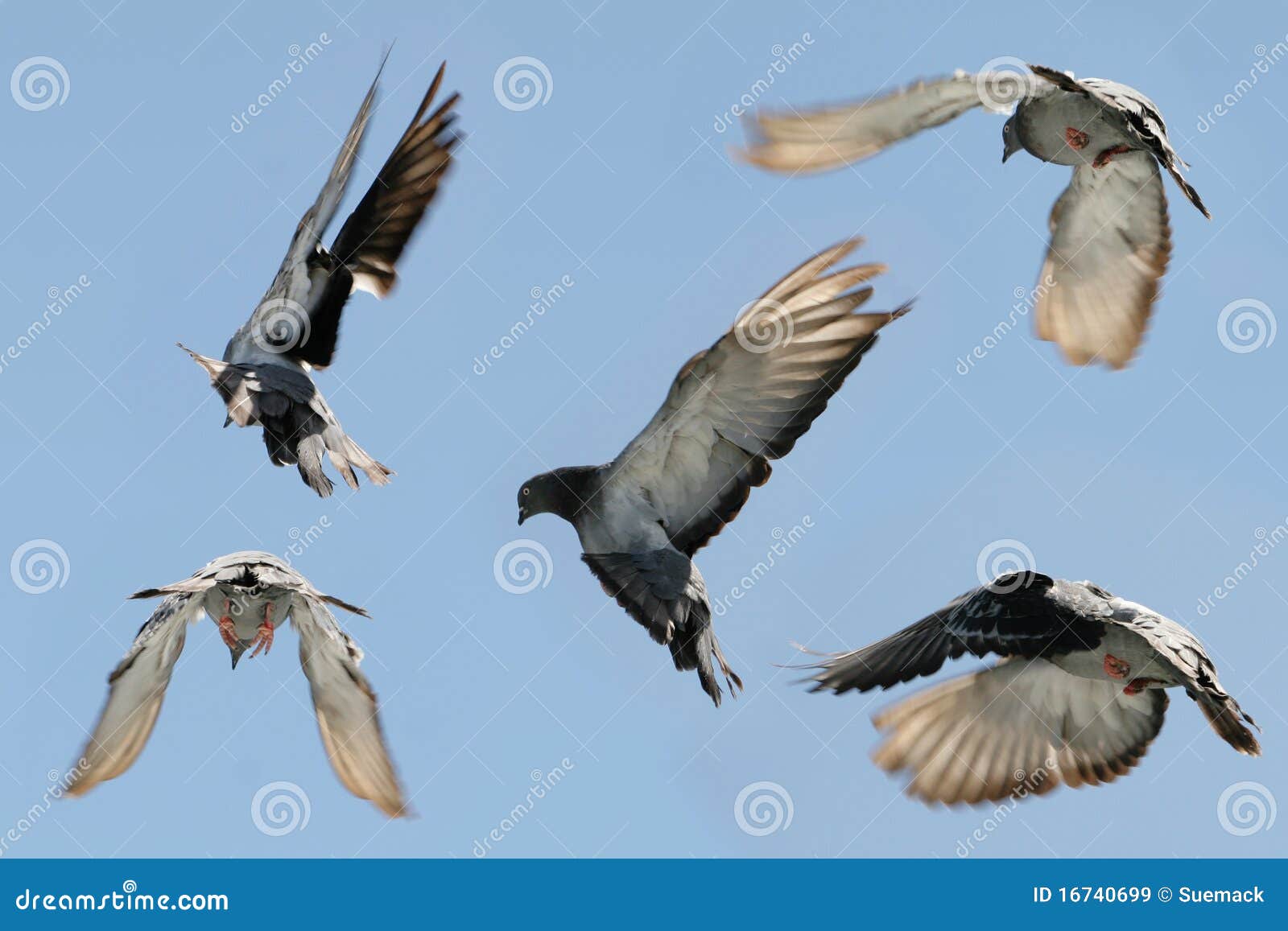 Beautiful pigeon in flight stock image. Image of feathers - 16740699